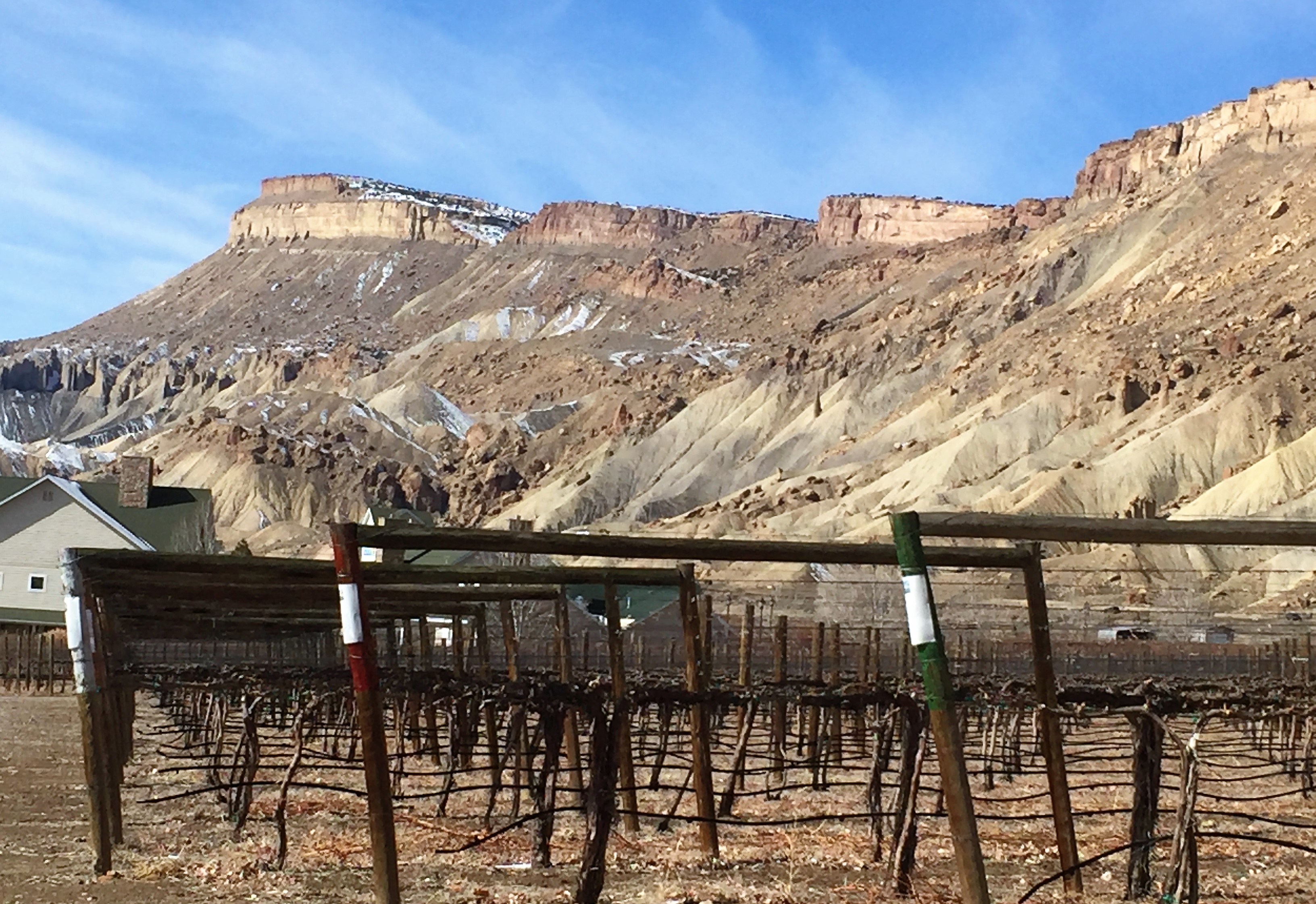 The Fruits of Palisade – A Jeanne in the Kitchen