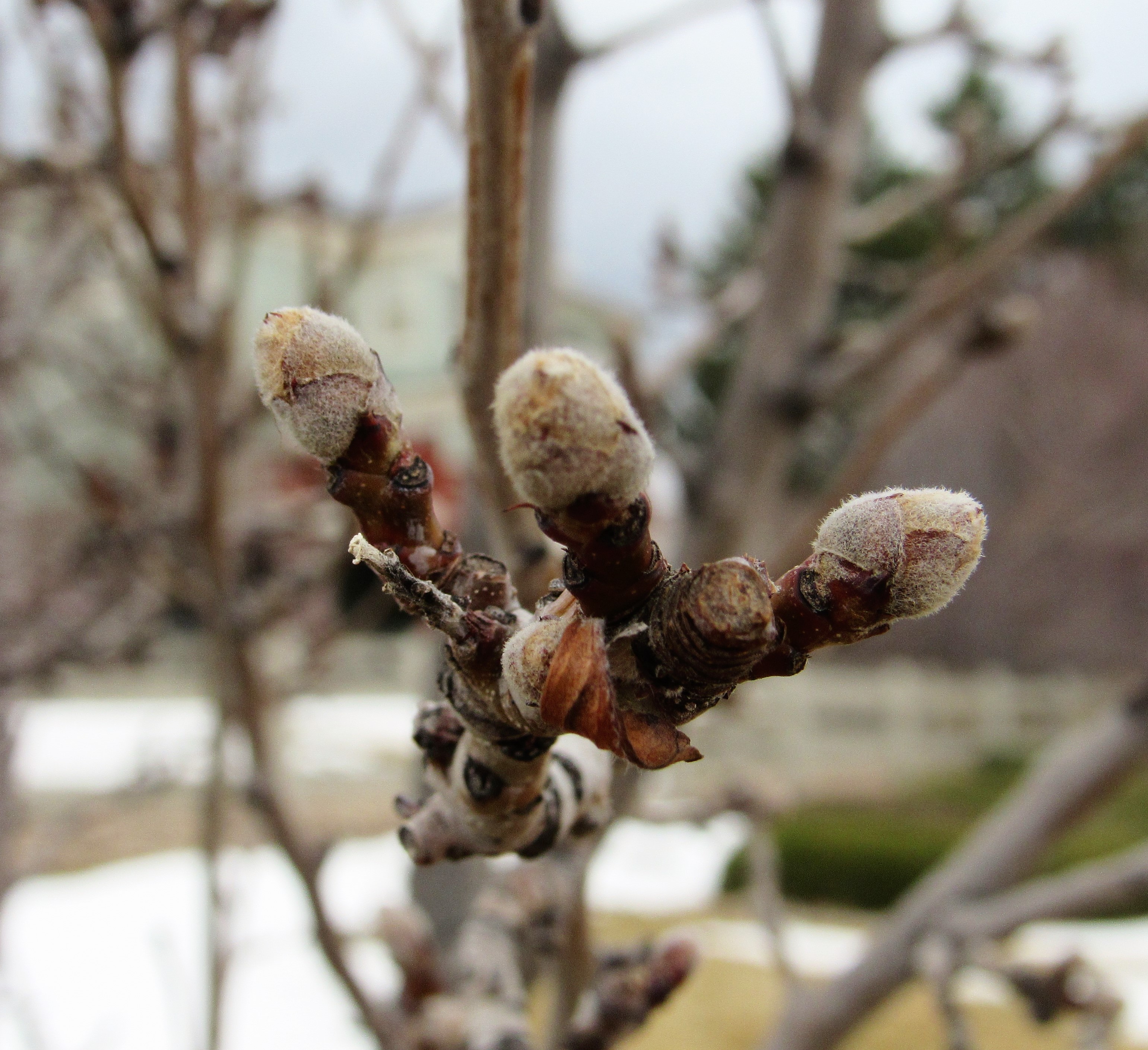 Nature Walks – More Signs of Spring – A Jeanne in the Kitchen