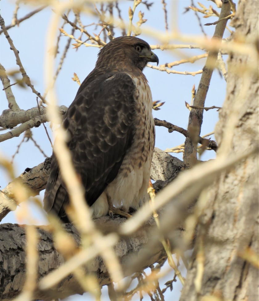 Nature Walks – The Red-Tailed Hawk – A Jeanne in the Kitchen