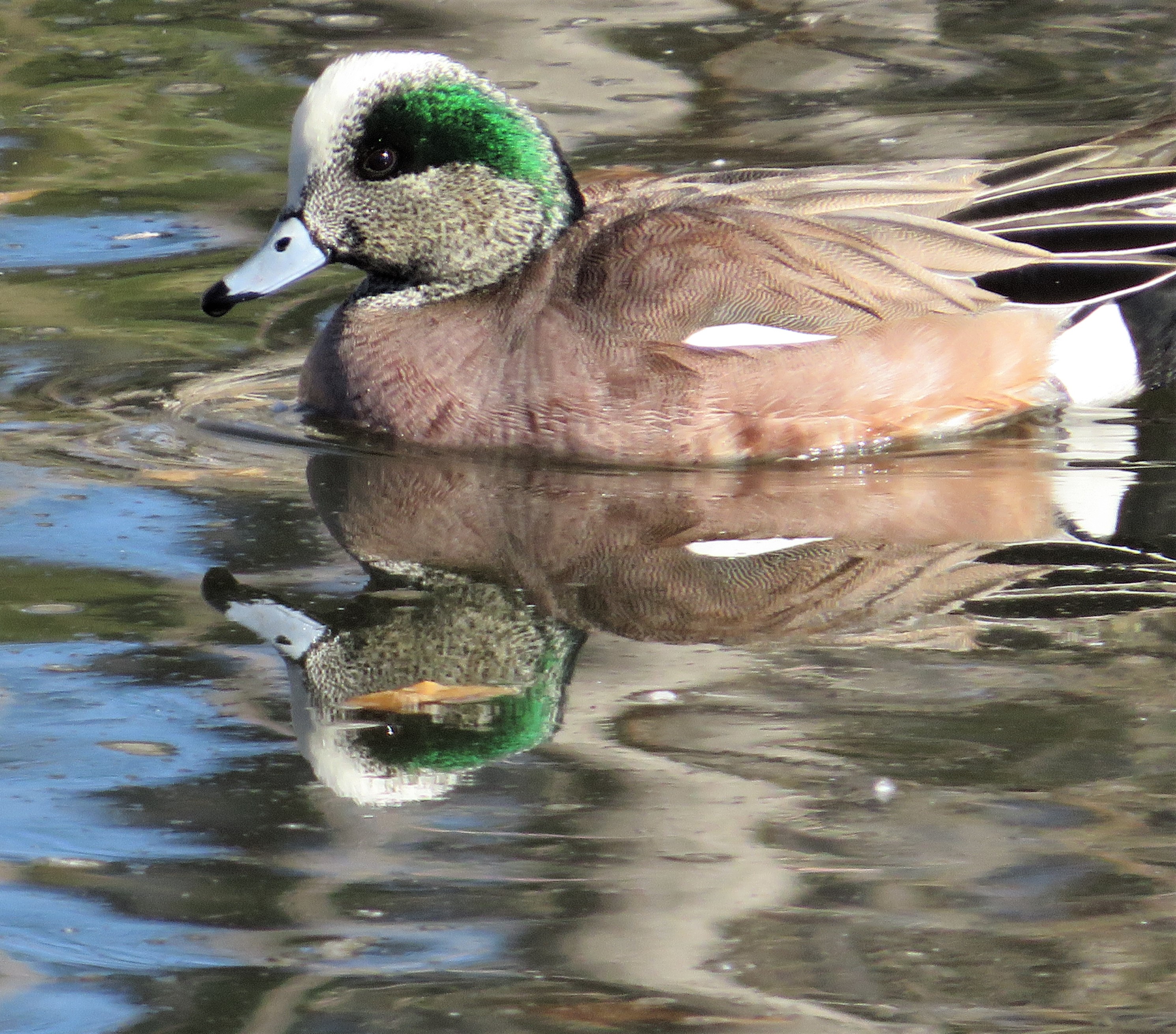 Nature Walks – A New Duck On The Lakes – A Jeanne in the Kitchen