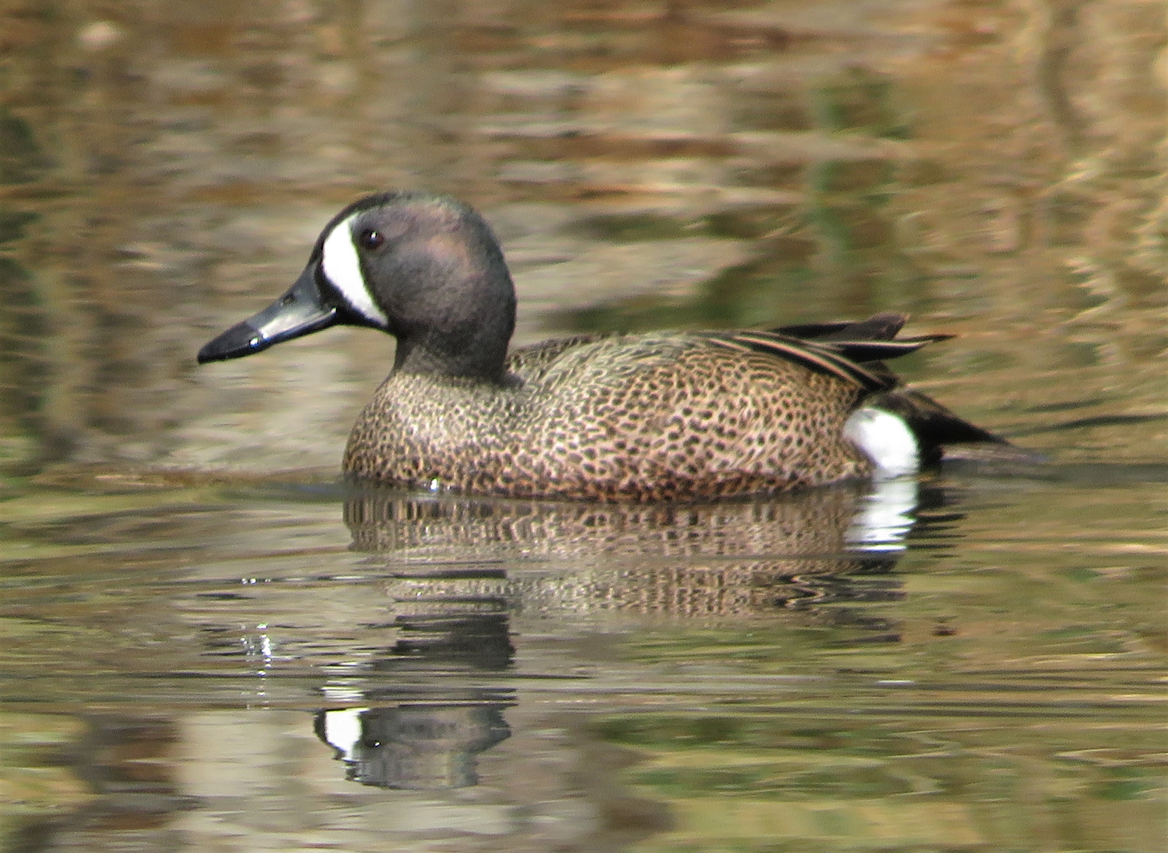 Nature Walks – A Pair of Blue-Winged Teals – A Jeanne in the Kitchen