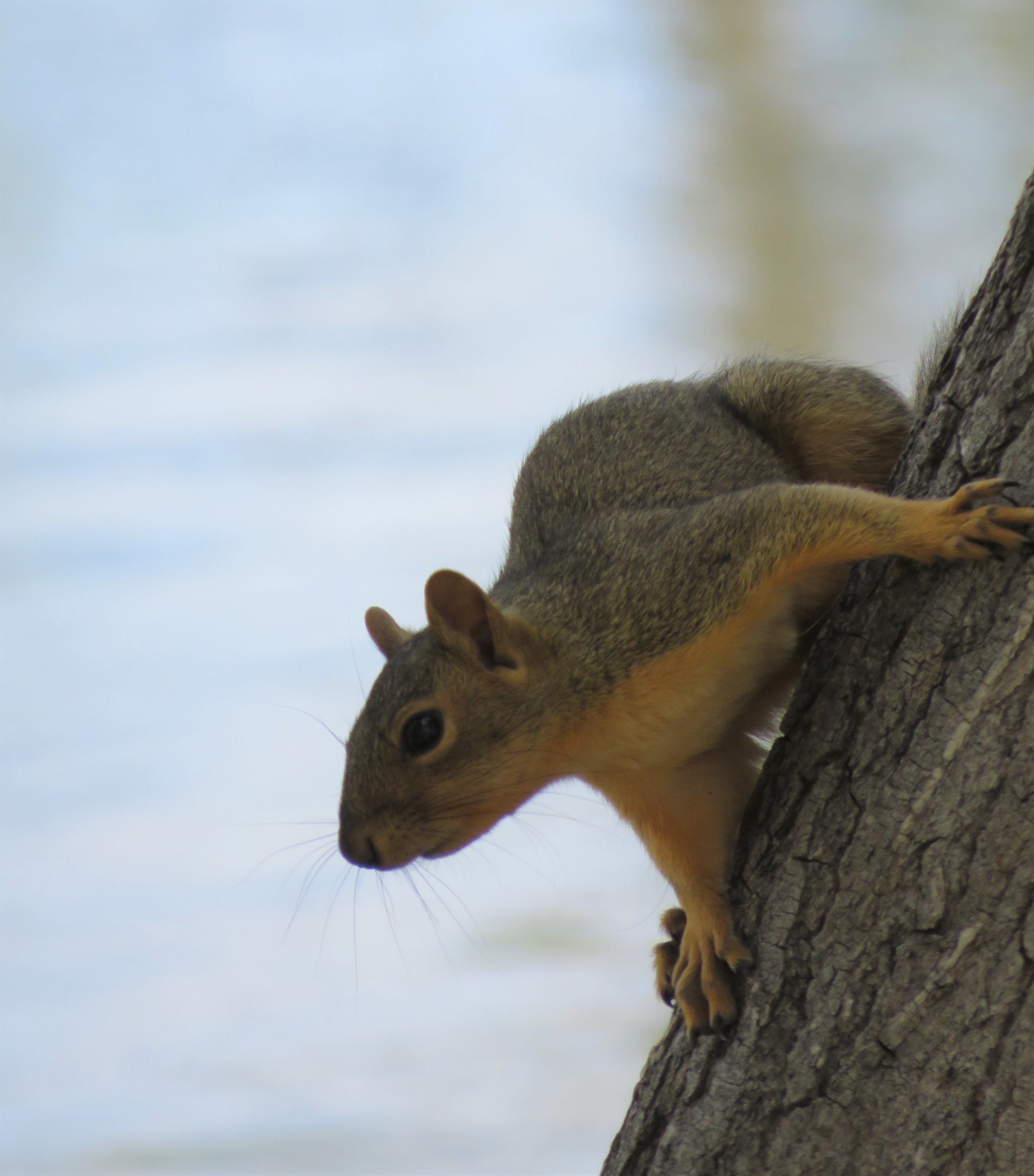 Nature Walks – It’s OK To Be Squirrely – A Jeanne in the Kitchen