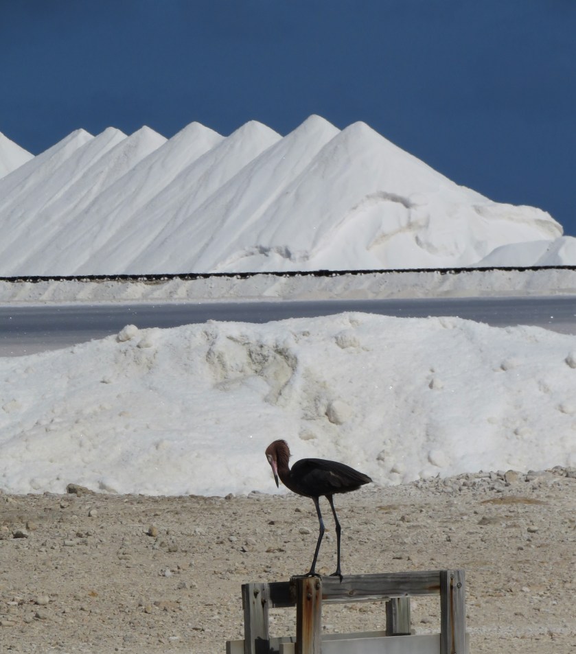 Bonaire – The Salt of The Sea – A Jeanne in the Kitchen