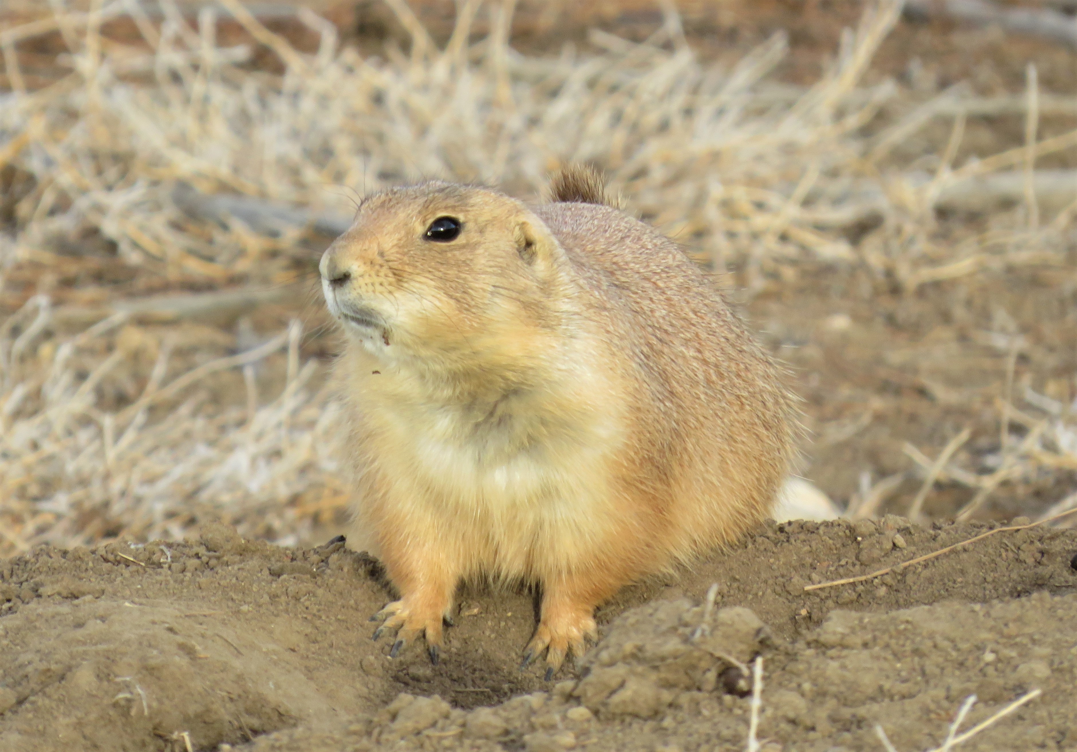 Nature Walks – Plump And Healthy Prairie Dogs – A Jeanne in the Kitchen
