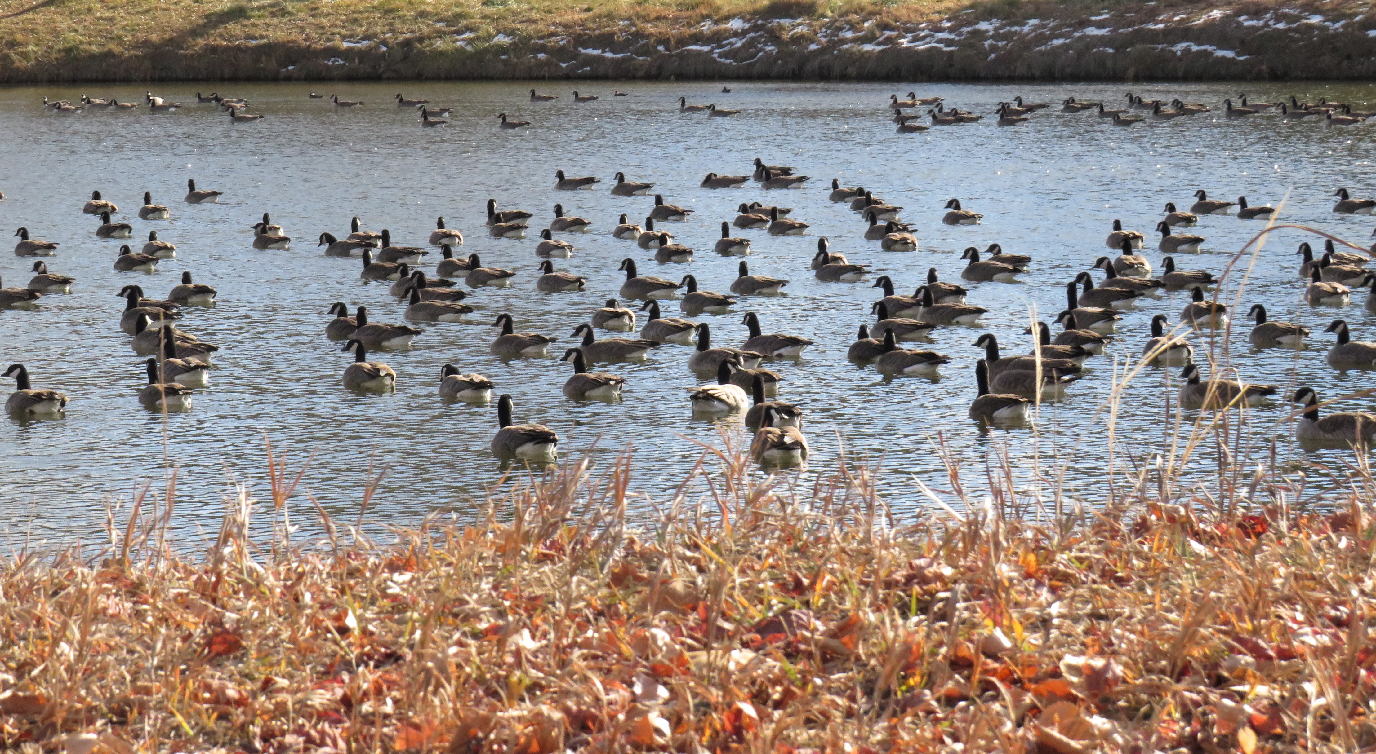 Nature Walks – Merry Goosemas – A Jeanne in the Kitchen