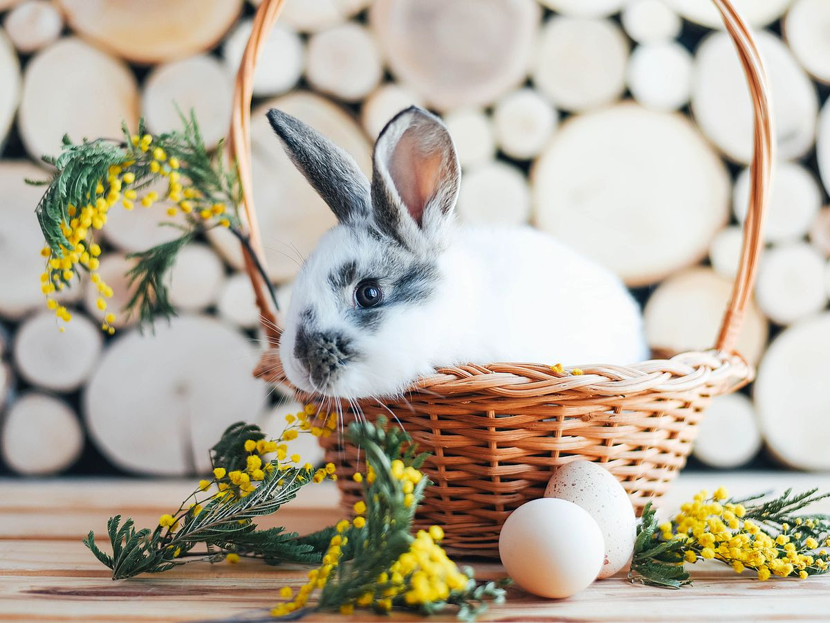 Happy Easter Sunday – A Jeanne in the Kitchen