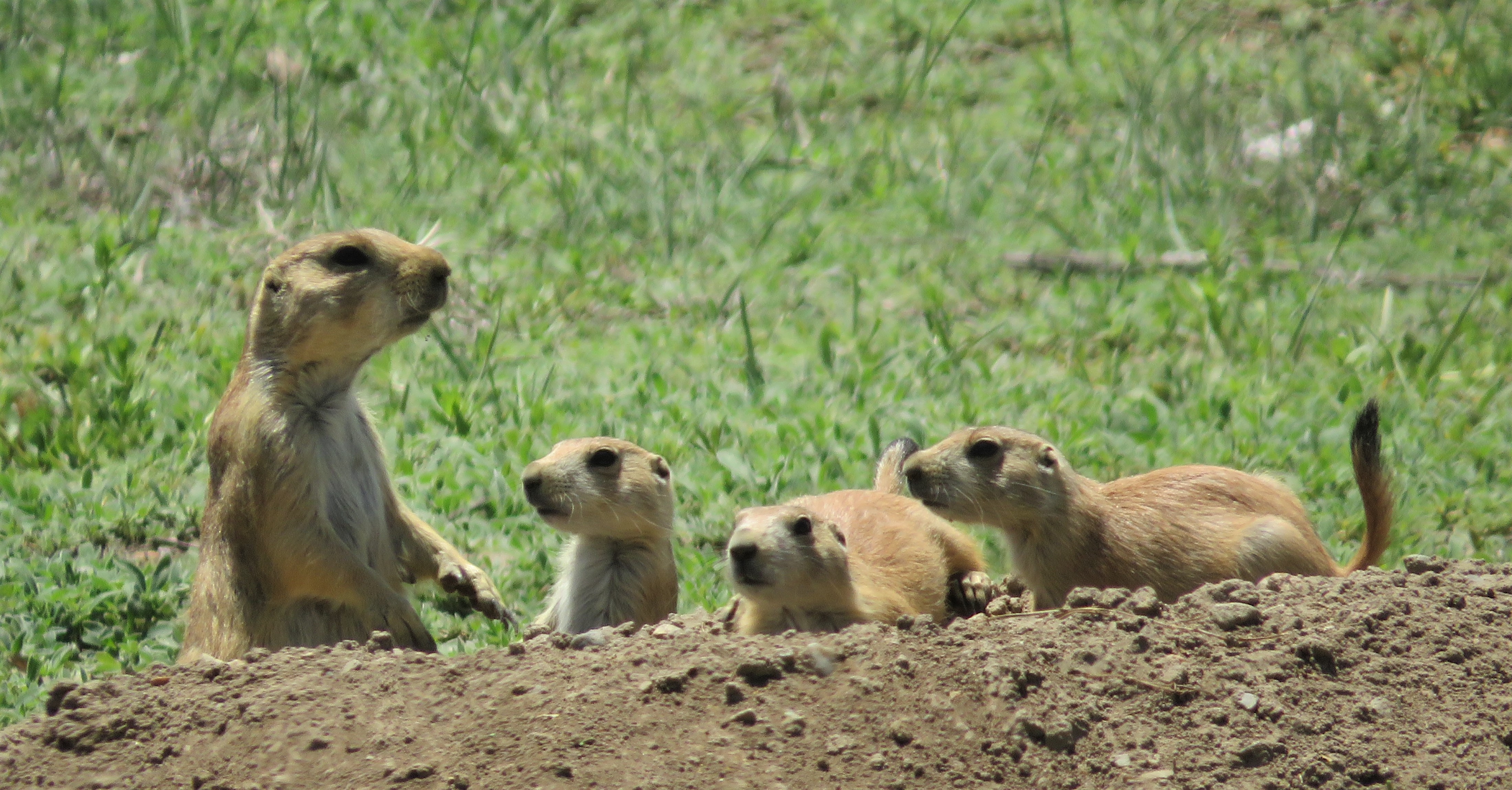 Nature Walks – Prairie Dog Season – A Jeanne in the Kitchen