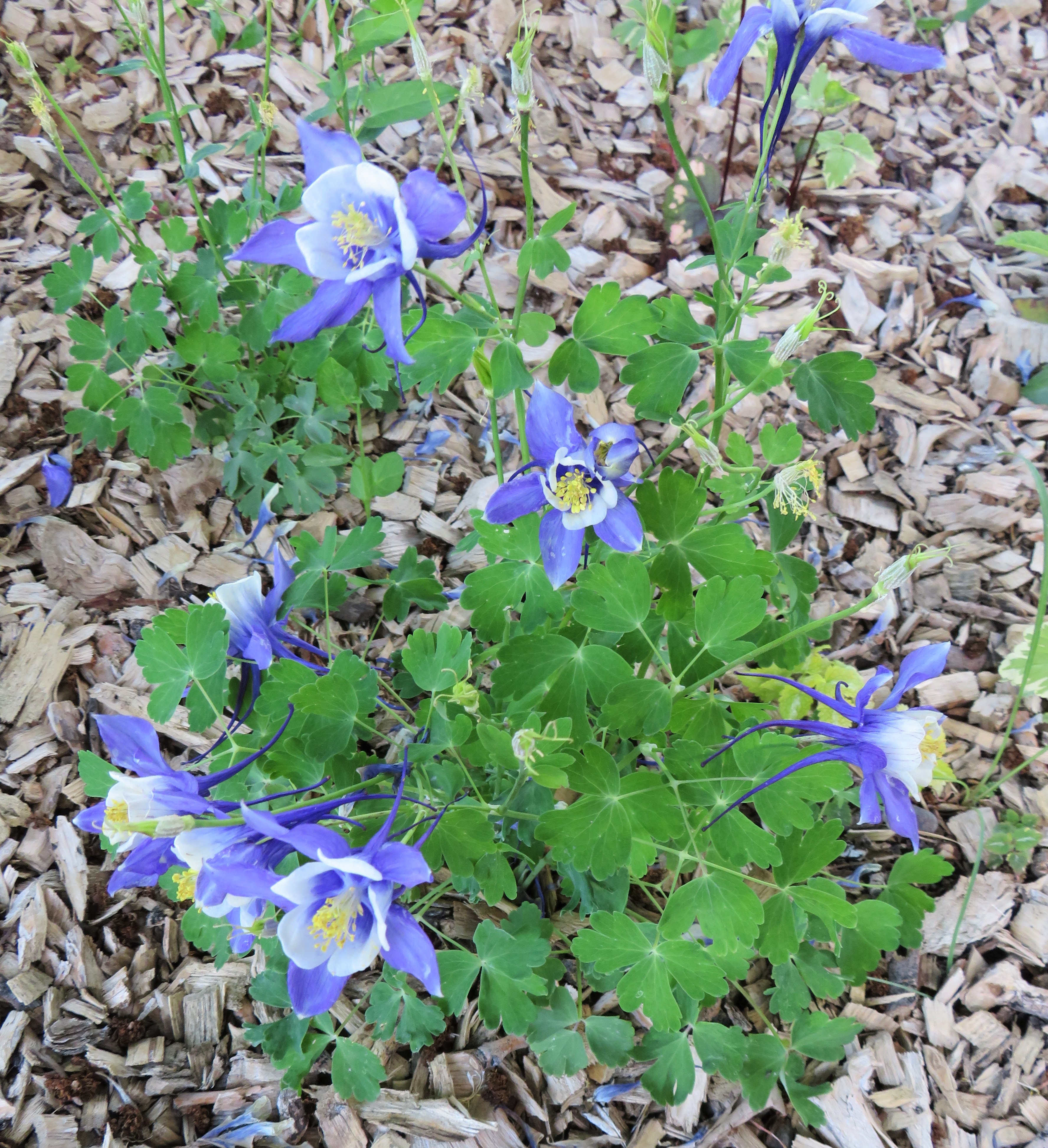 Nature Walks – Colorful Columbines – A Jeanne in the Kitchen