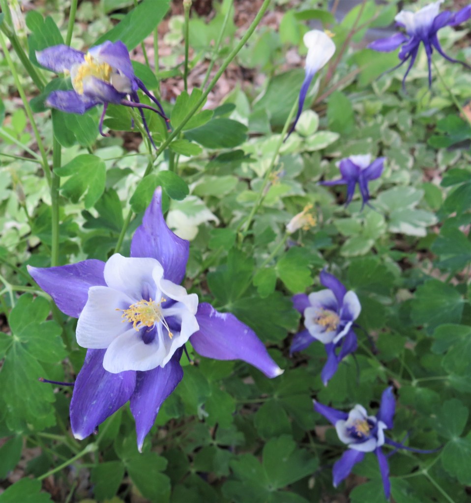 Nature Walks – Colorful Columbines – A Jeanne in the Kitchen