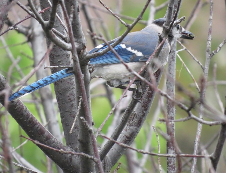 Nature Walks – Big Bluey – A Jeanne in the Kitchen
