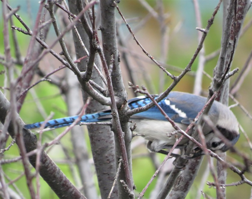 Nature Walks – Big Bluey – A Jeanne in the Kitchen