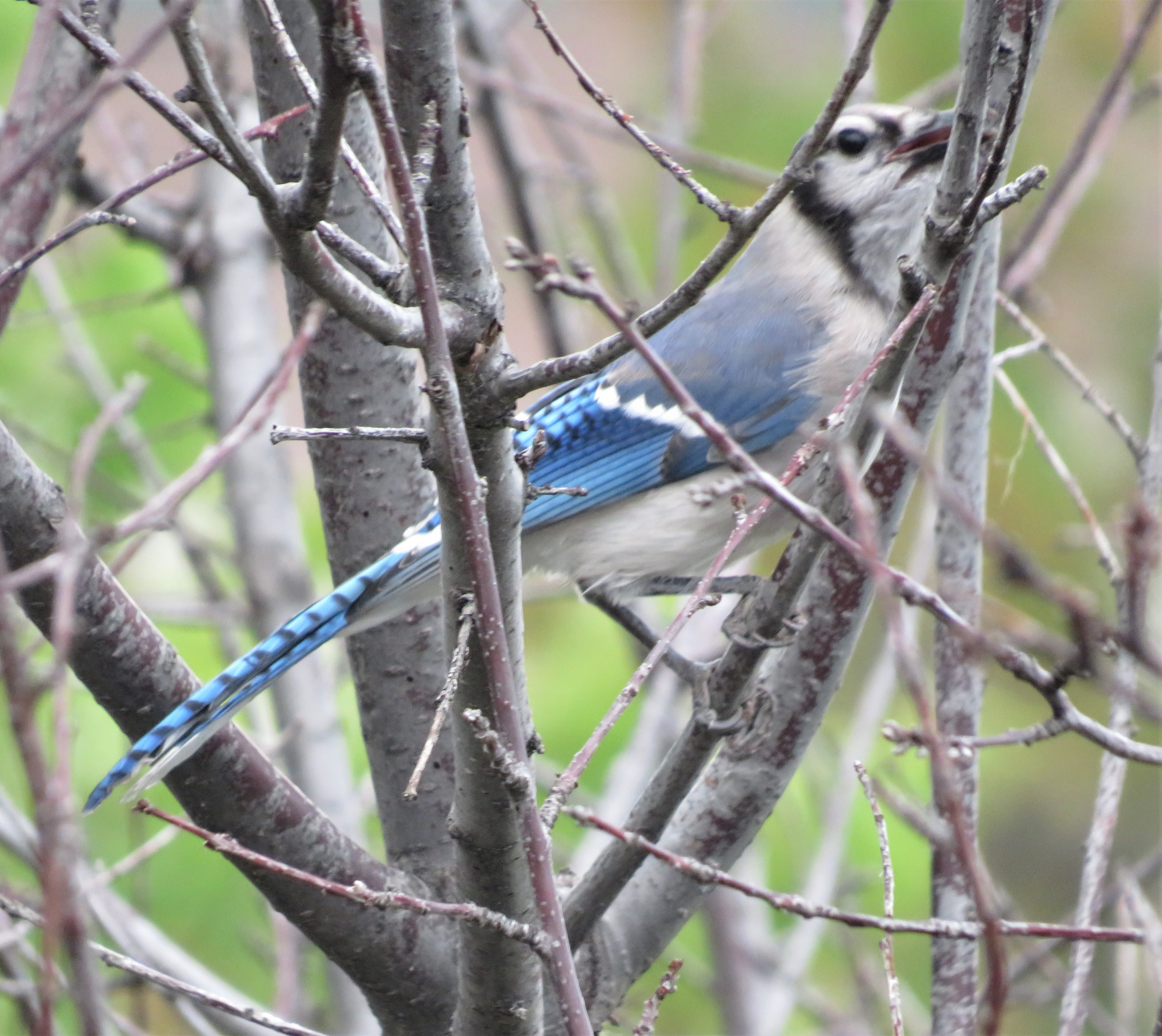 Nature Walks – Big Bluey – A Jeanne in the Kitchen