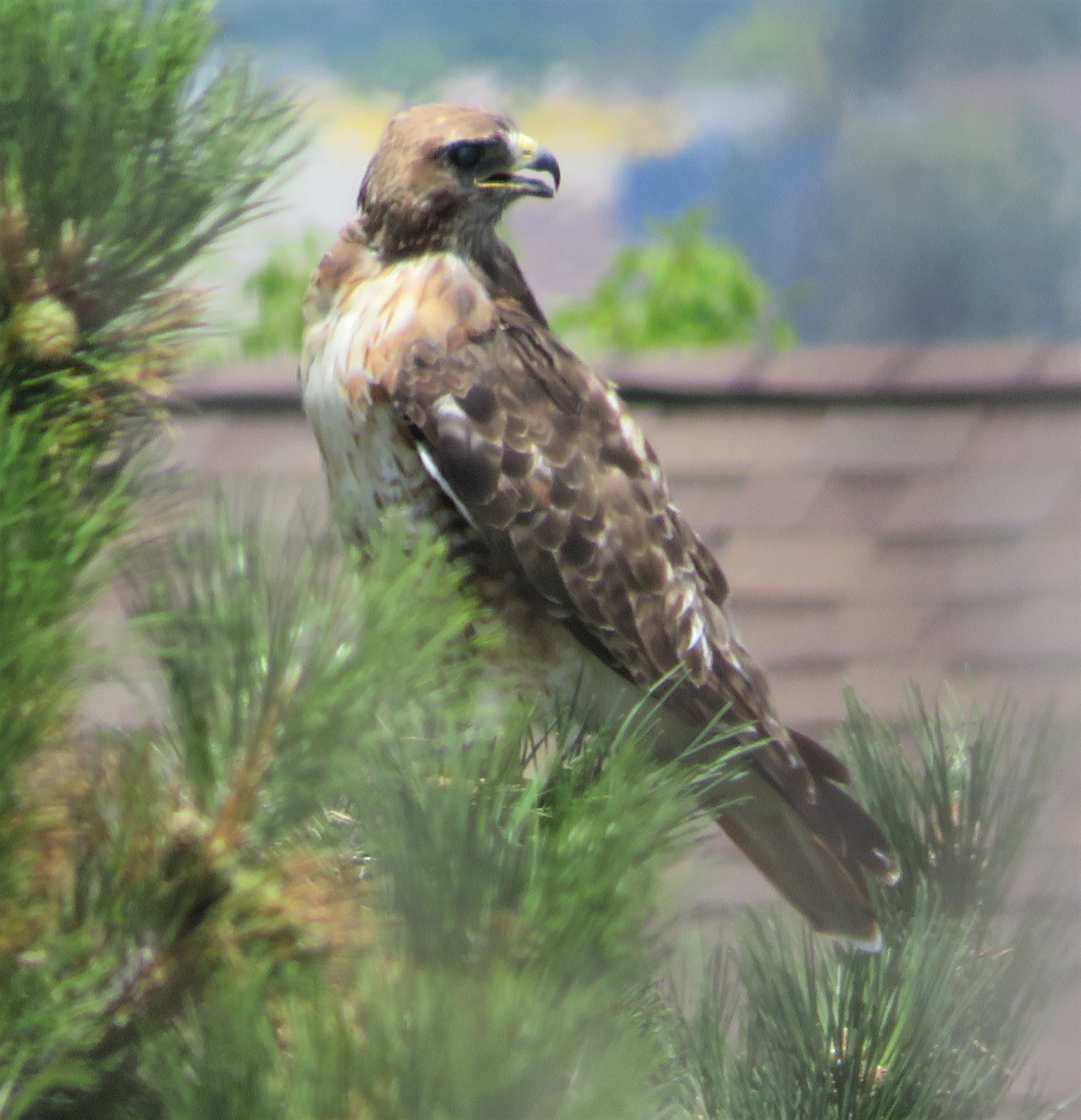 Nature Walks – The Ferruginous Hawk – A Jeanne in the Kitchen