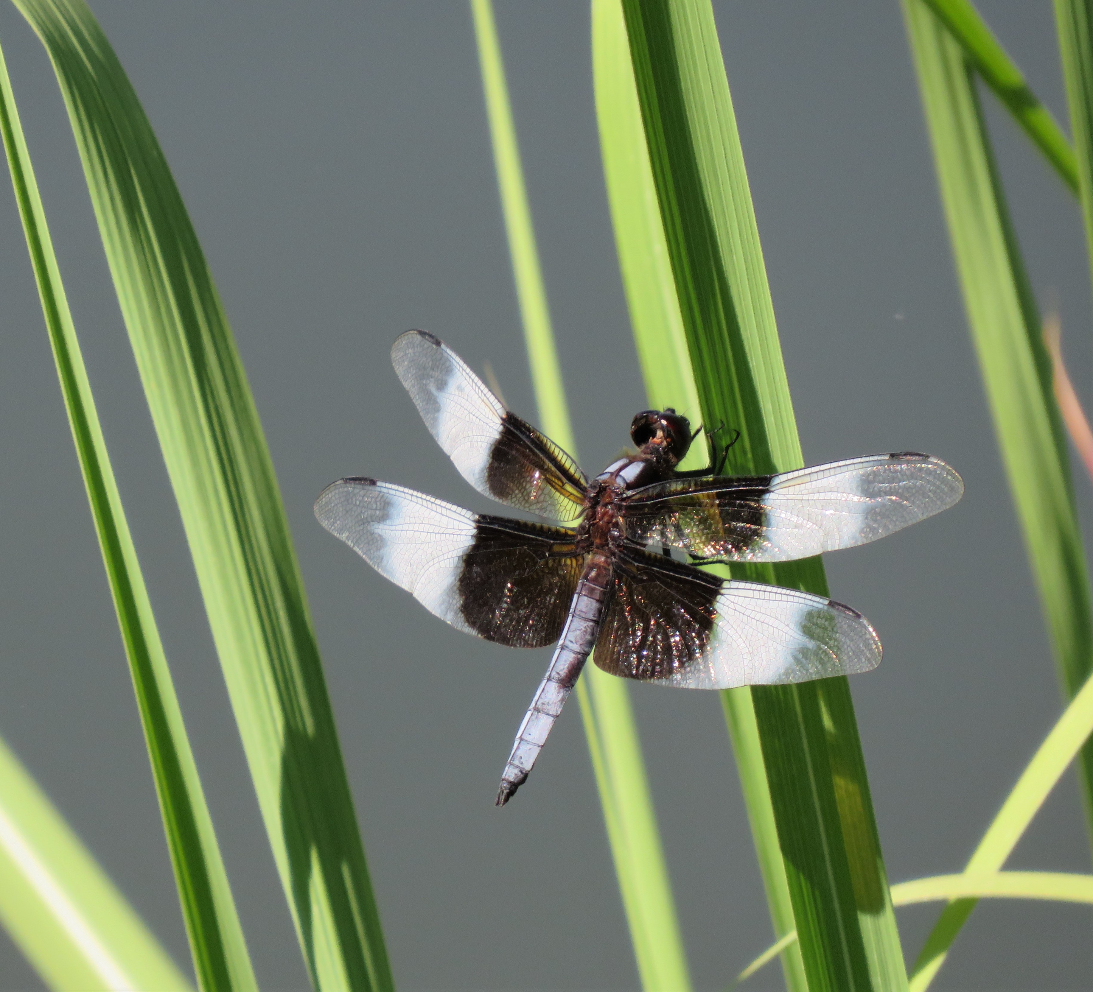 Nature Walks – More Winged Creatures – A Jeanne in the Kitchen