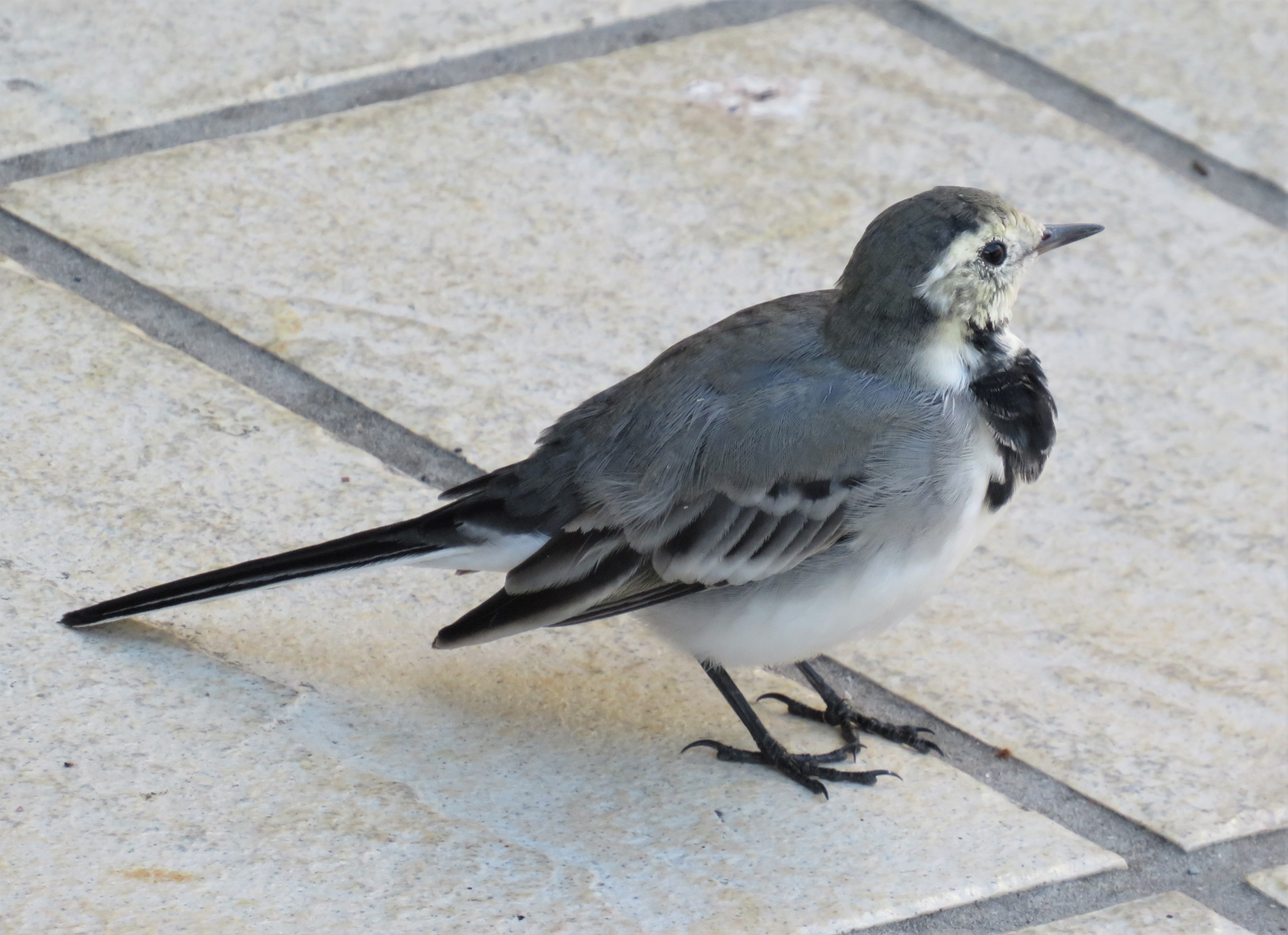Nature Walks – A Friendly Little Bird – A Jeanne in the Kitchen