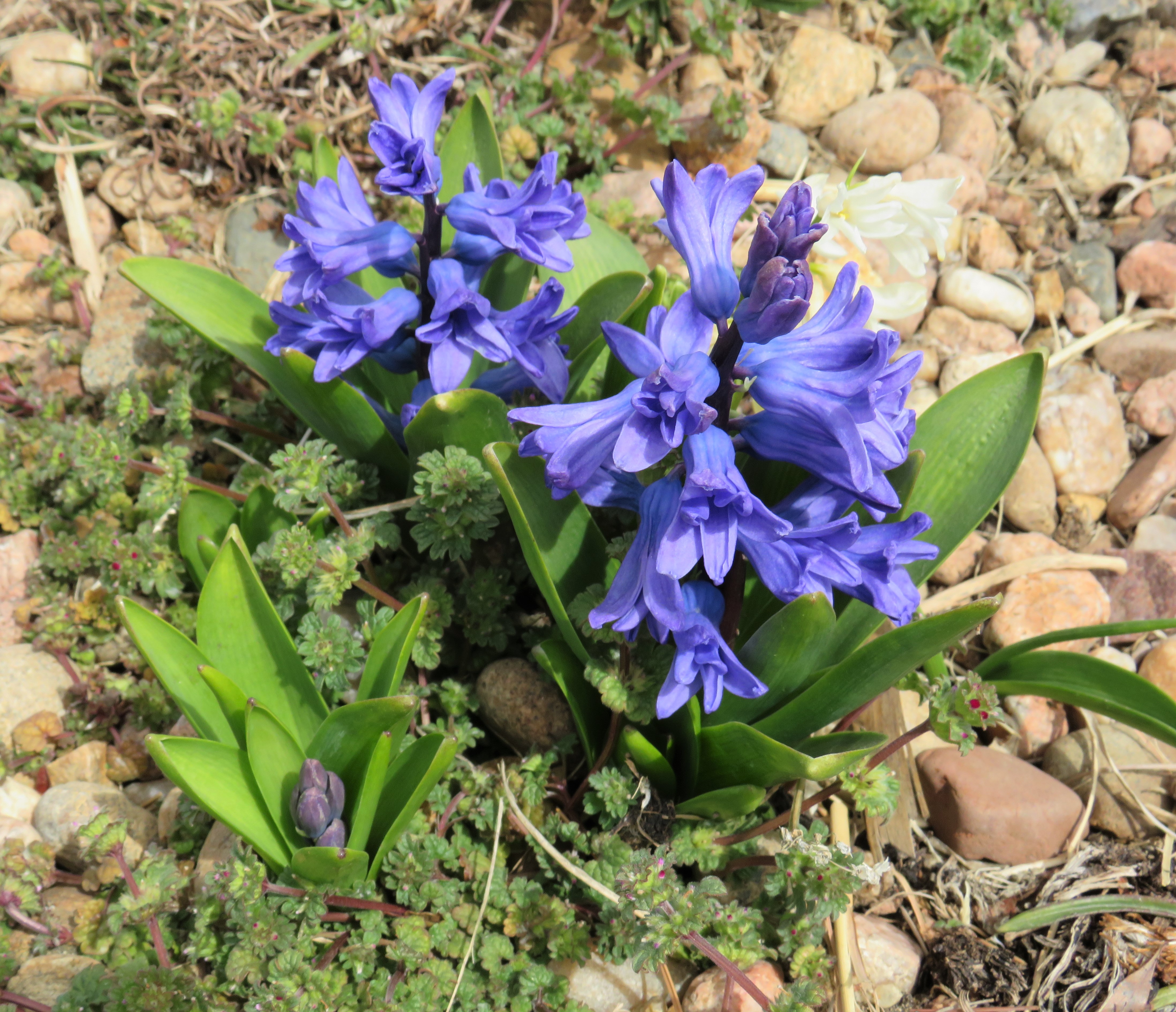 Nature Walks – Spring’s First Flowers – A Jeanne in the Kitchen
