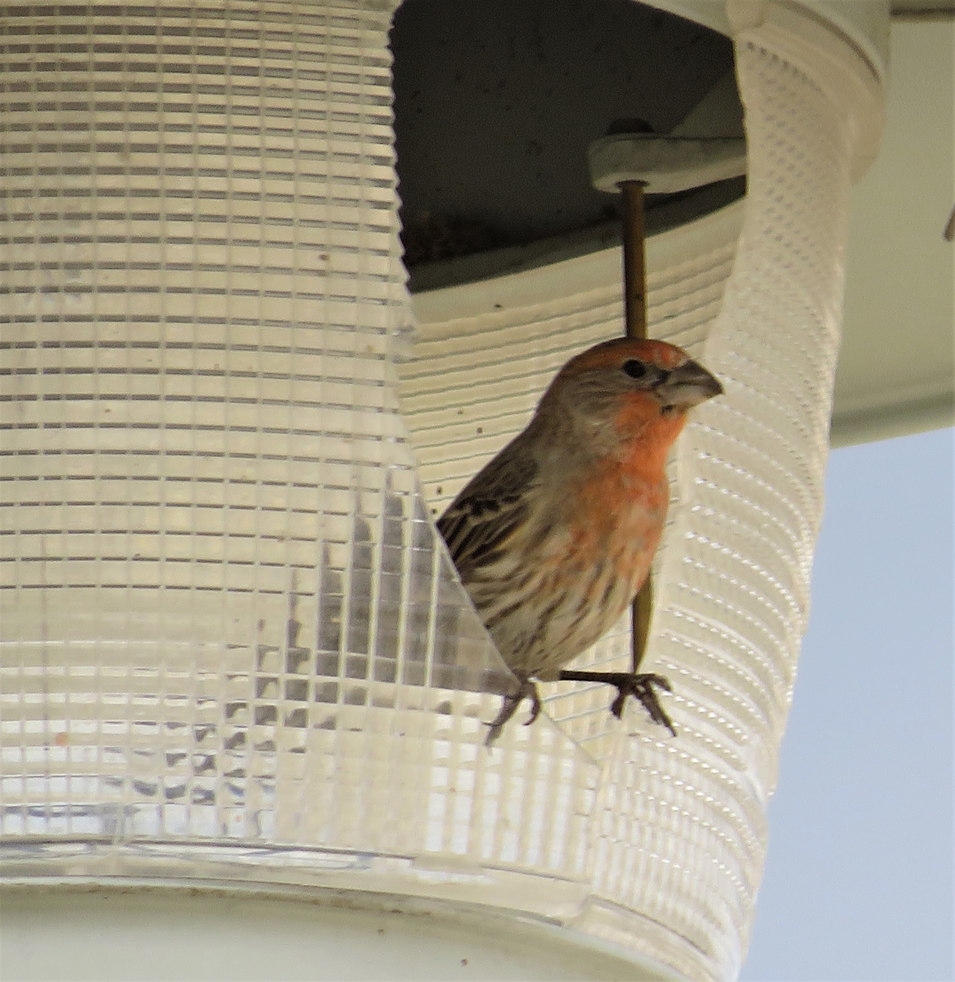 Nature Walks – More From The Finches – A Jeanne in the Kitchen