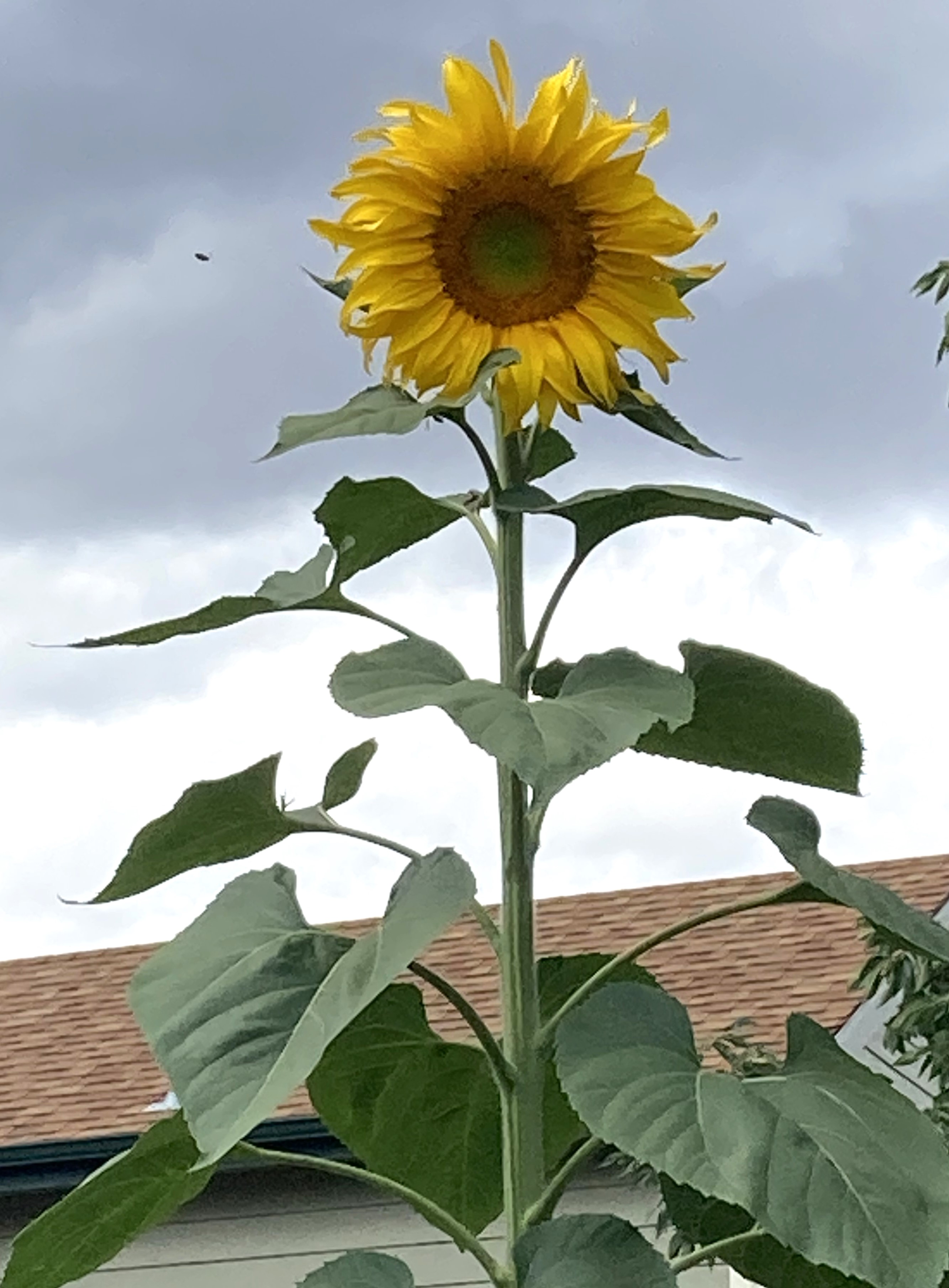 Nature Walks – Flowers Of The Sun – A Jeanne in the Kitchen