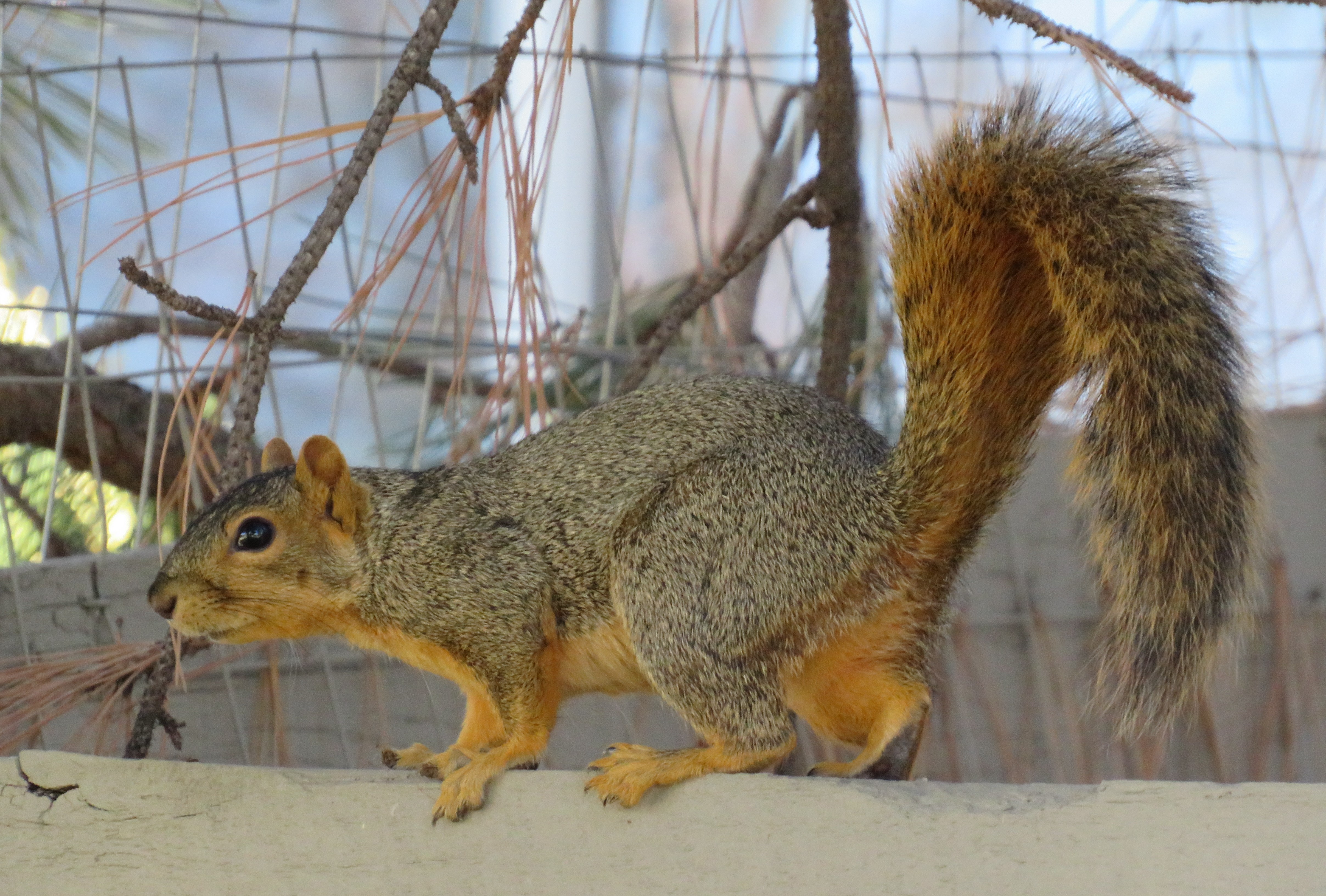 Nature Walks – Squirrels Are Full Of Personality – A Jeanne in the Kitchen