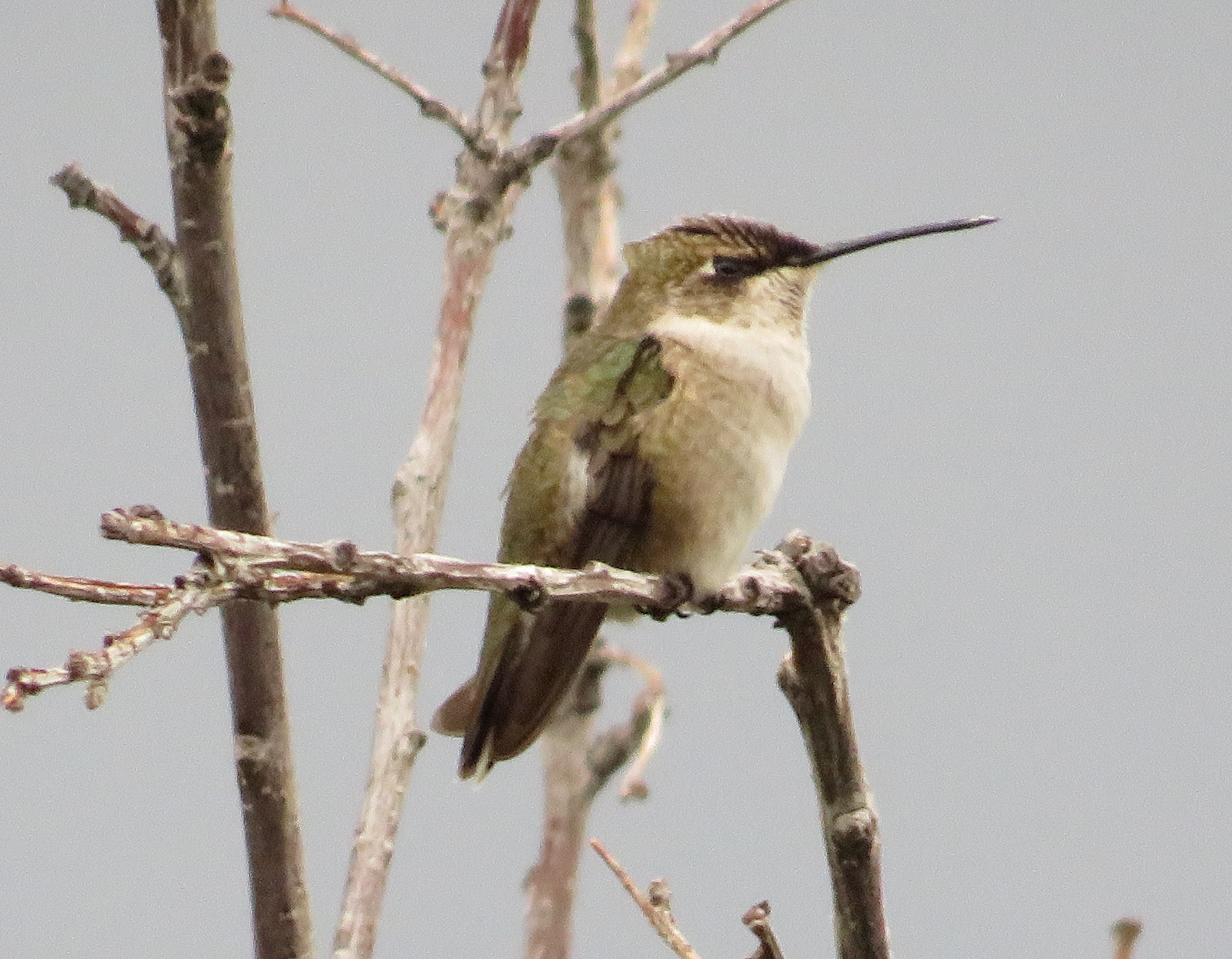 Nature Walks – The Hummingbird Tree – A Jeanne in the Kitchen