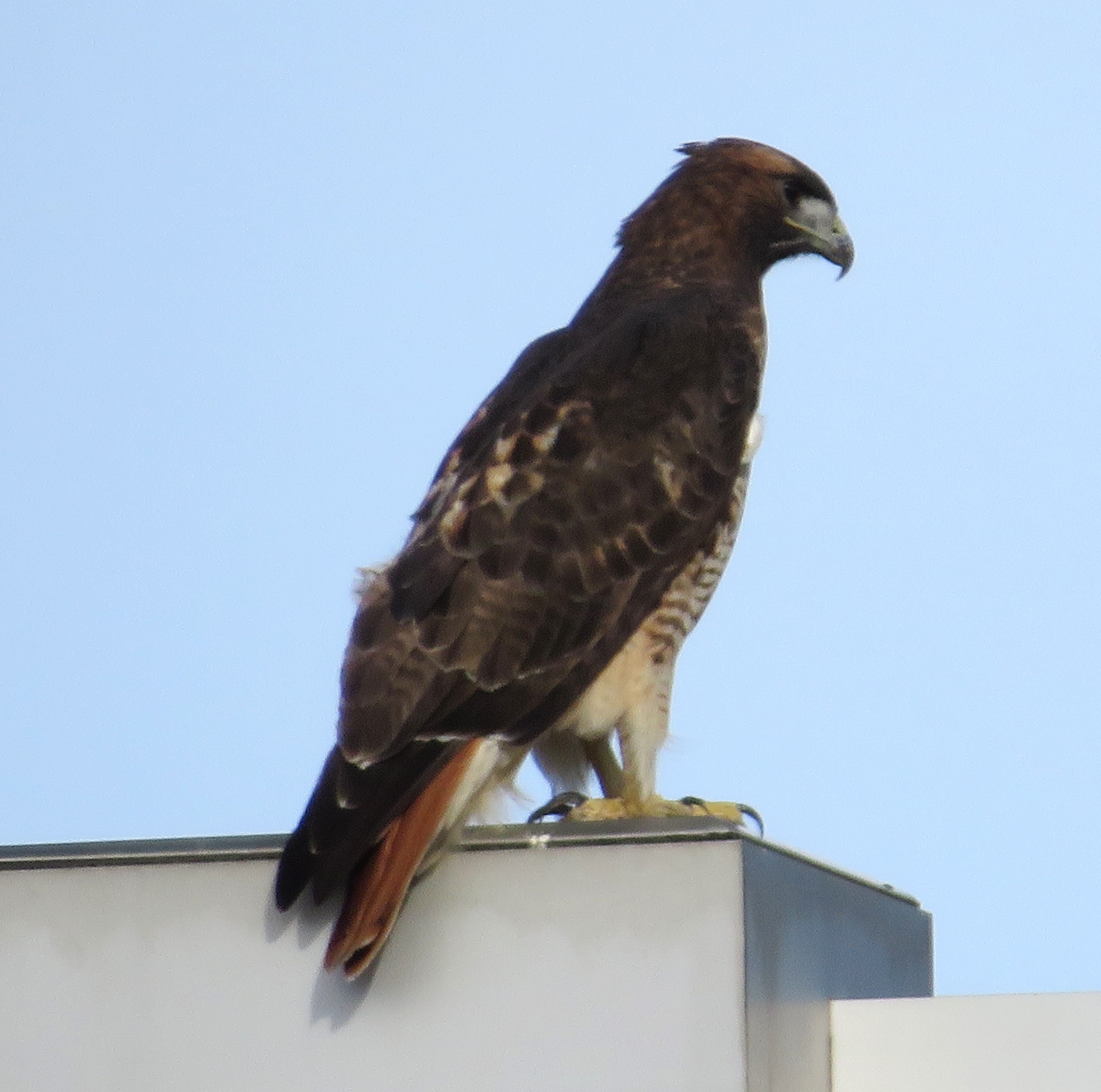 Nature Walks – A Hawks View – A Jeanne in the Kitchen