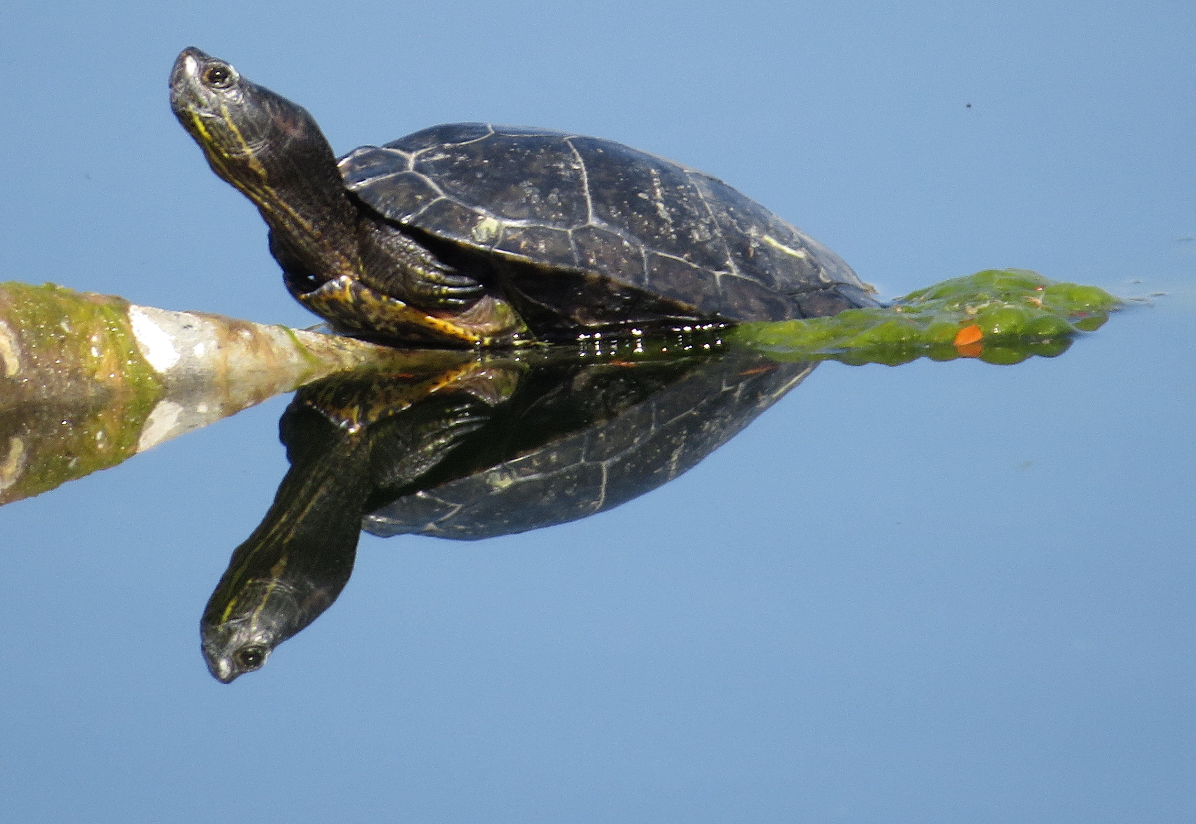 Nature Walks – Late Season Turtles – A Jeanne in the Kitchen