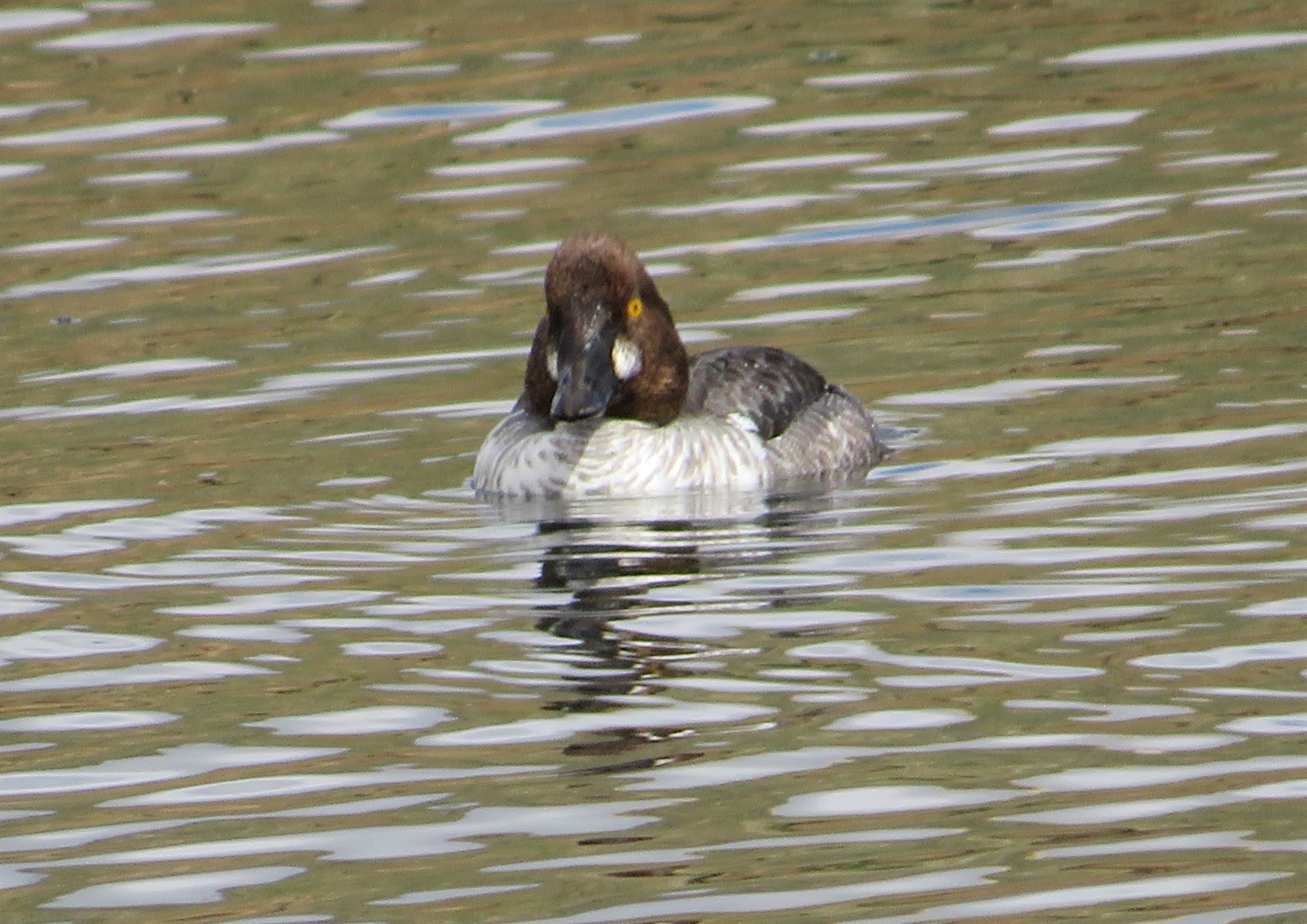 Nature Walks – Some Barrow’s Goldeneyes – A Jeanne in the Kitchen