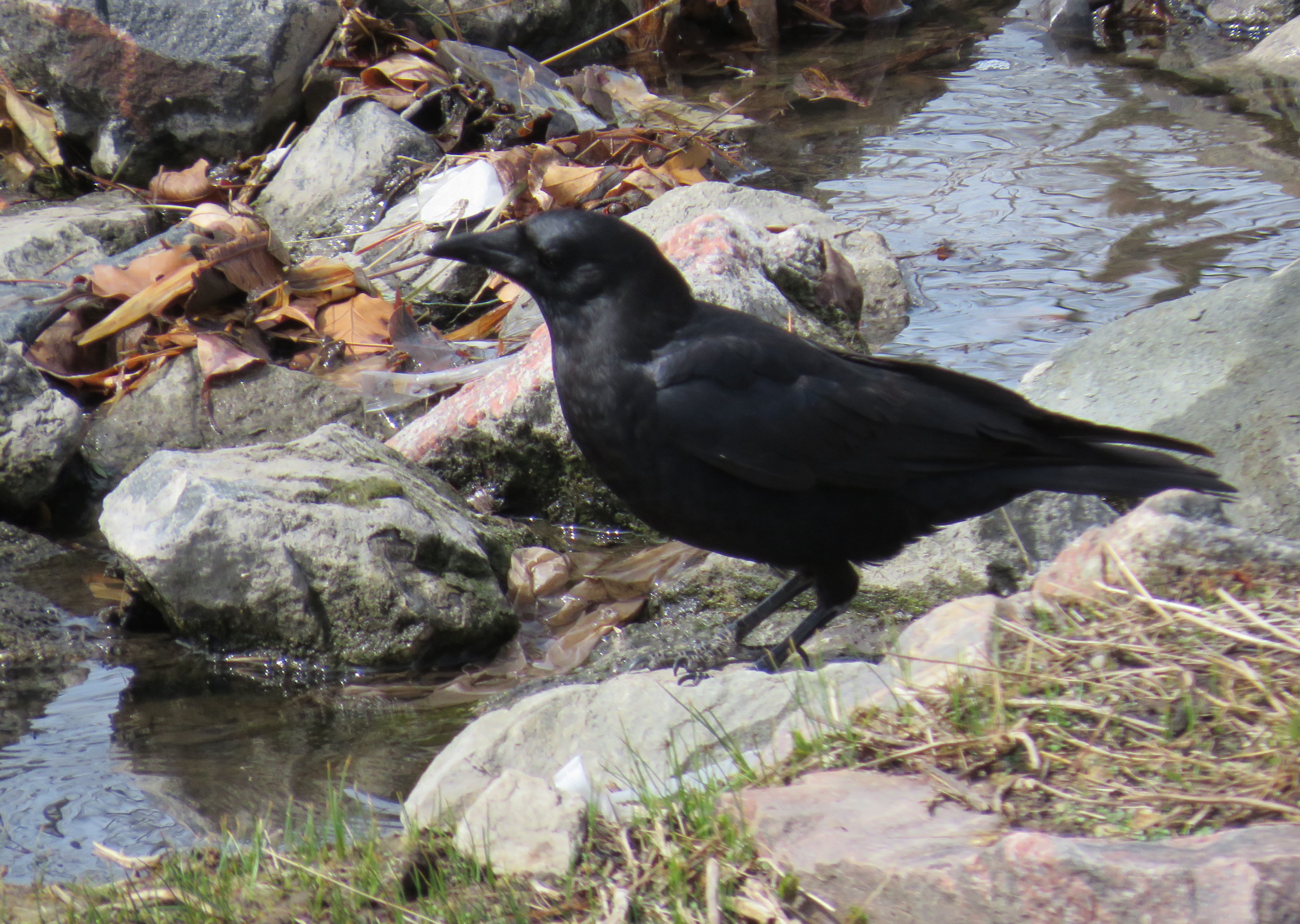 Nature Walks – Crow On The Rocks – A Jeanne in the Kitchen