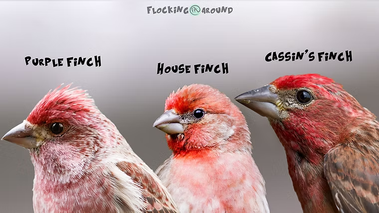 Nature Walks – Are They House Finches Or Cassin’s Finches? – A Jeanne ...