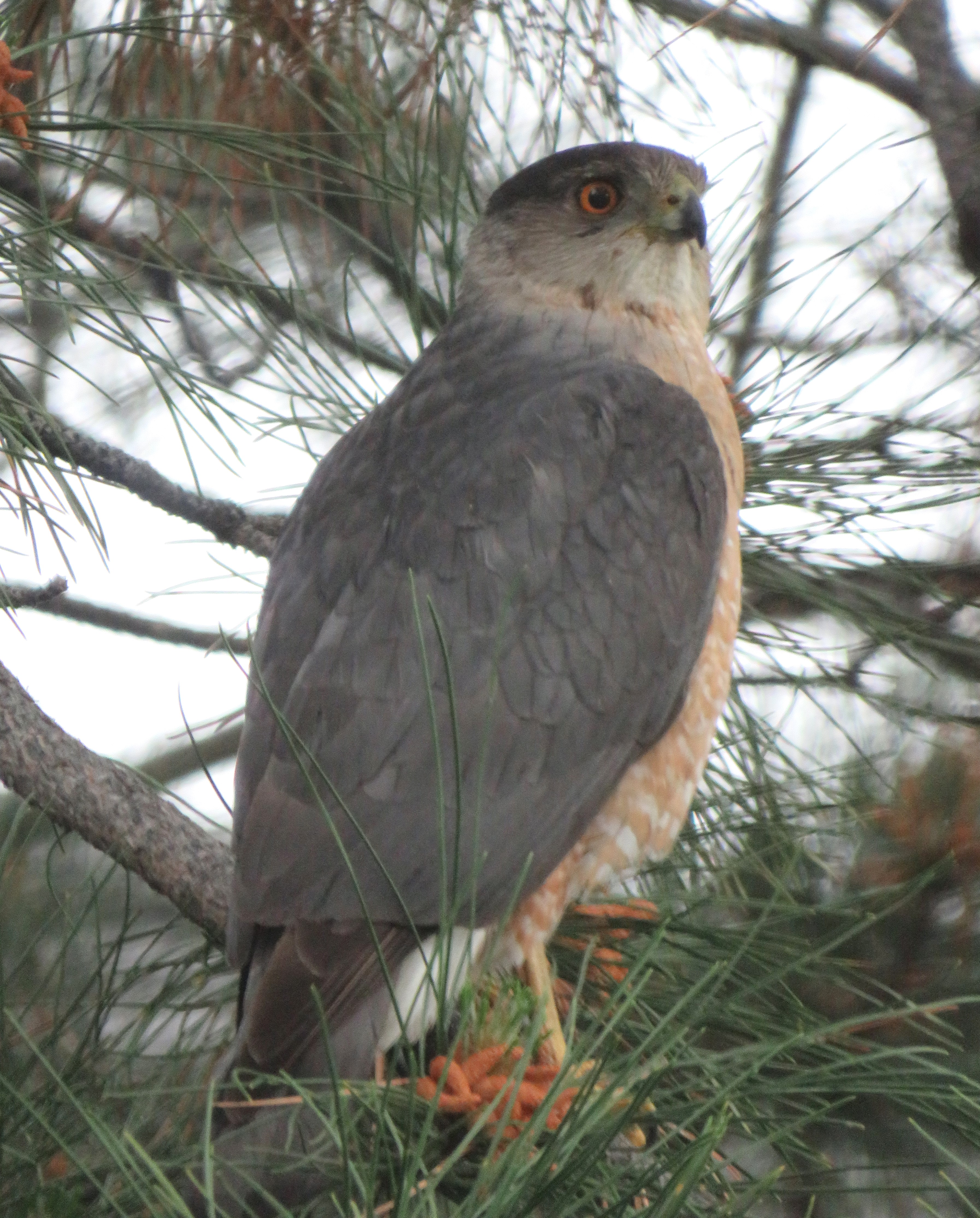 Nature Walks – Cooper’s Hawk – A Jeanne in the Kitchen