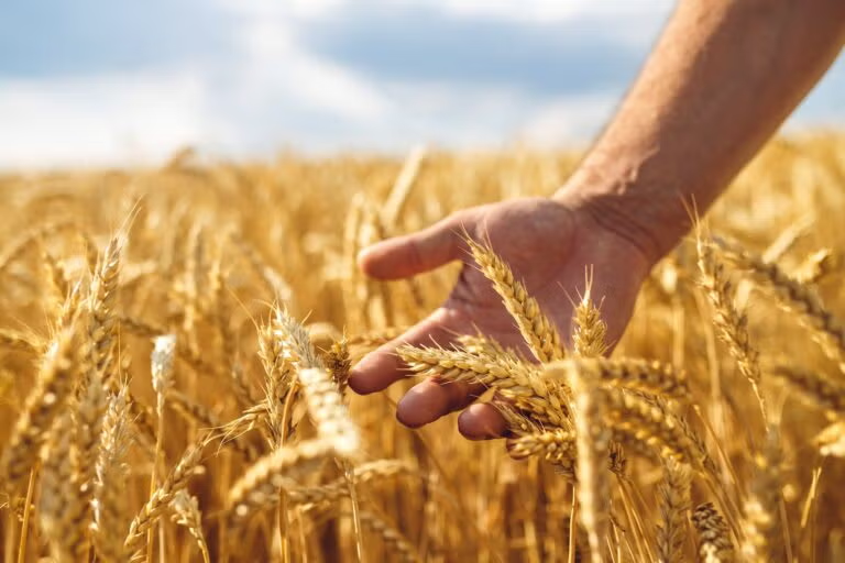 The Gluten Battle – A Jeanne in the Kitchen