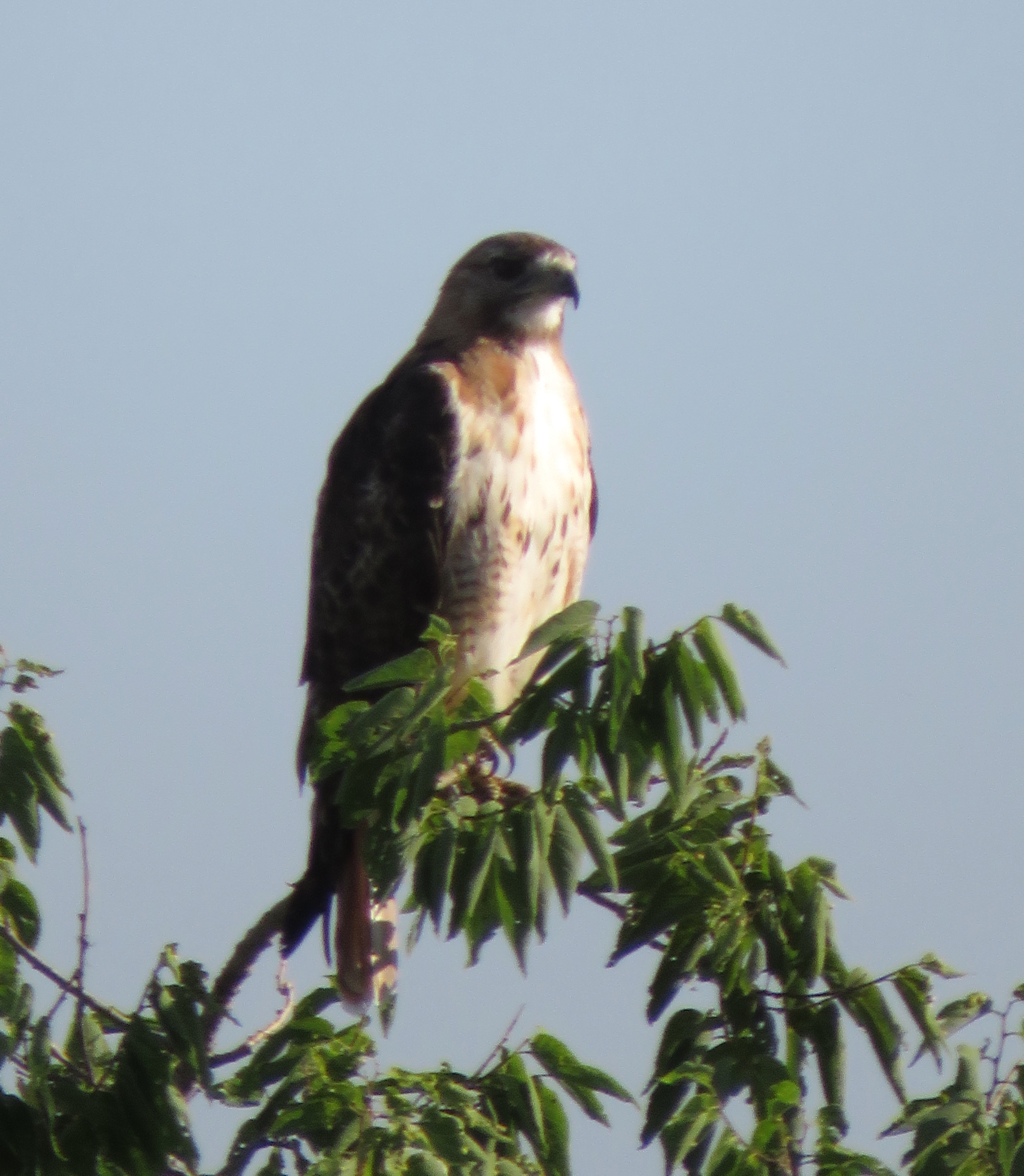 Nature Walks – Hawks, Herons And Hummingbirds – A Jeanne in the Kitchen