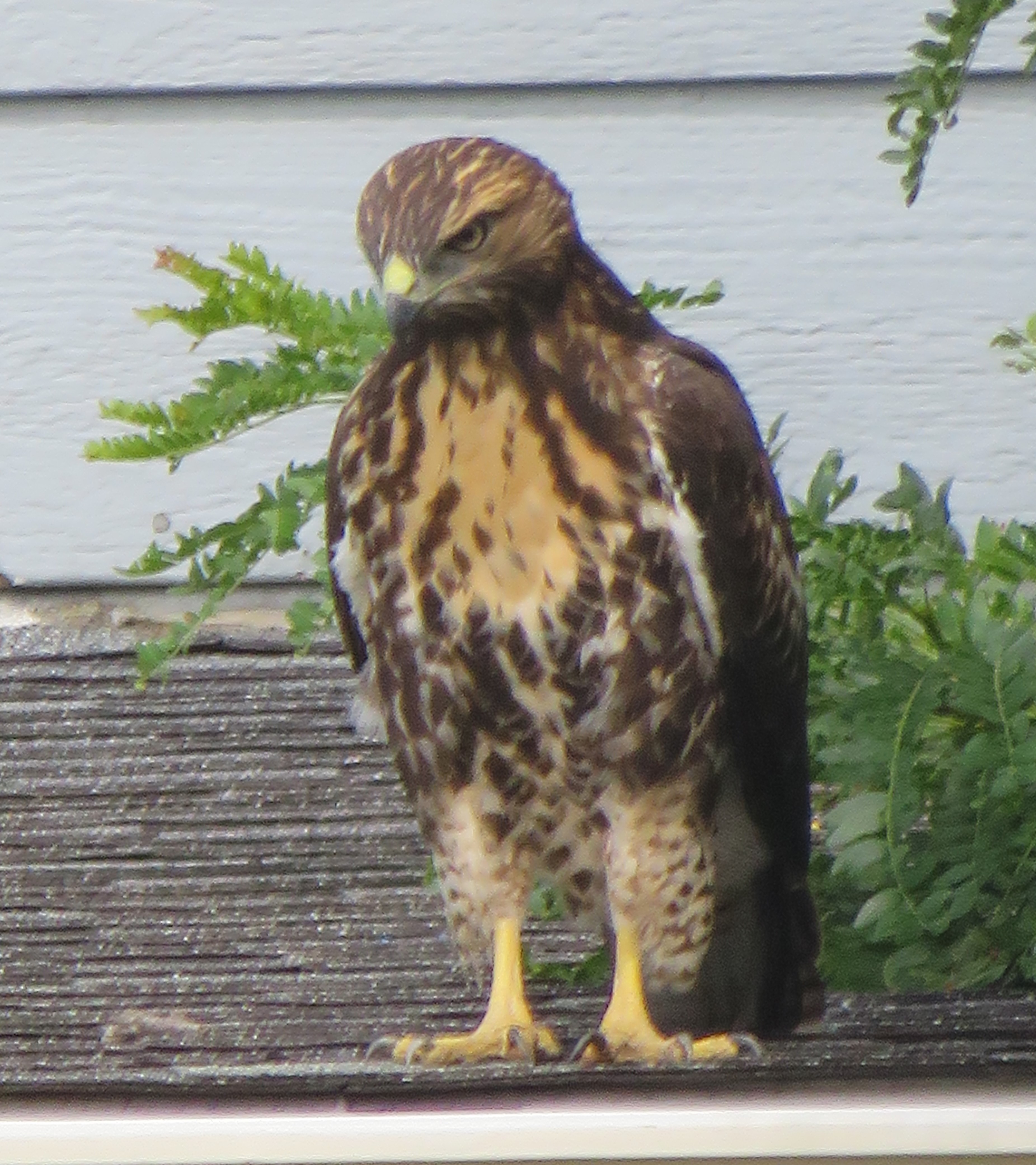 Nature Walks – Day Of The Hawks – A Jeanne in the Kitchen