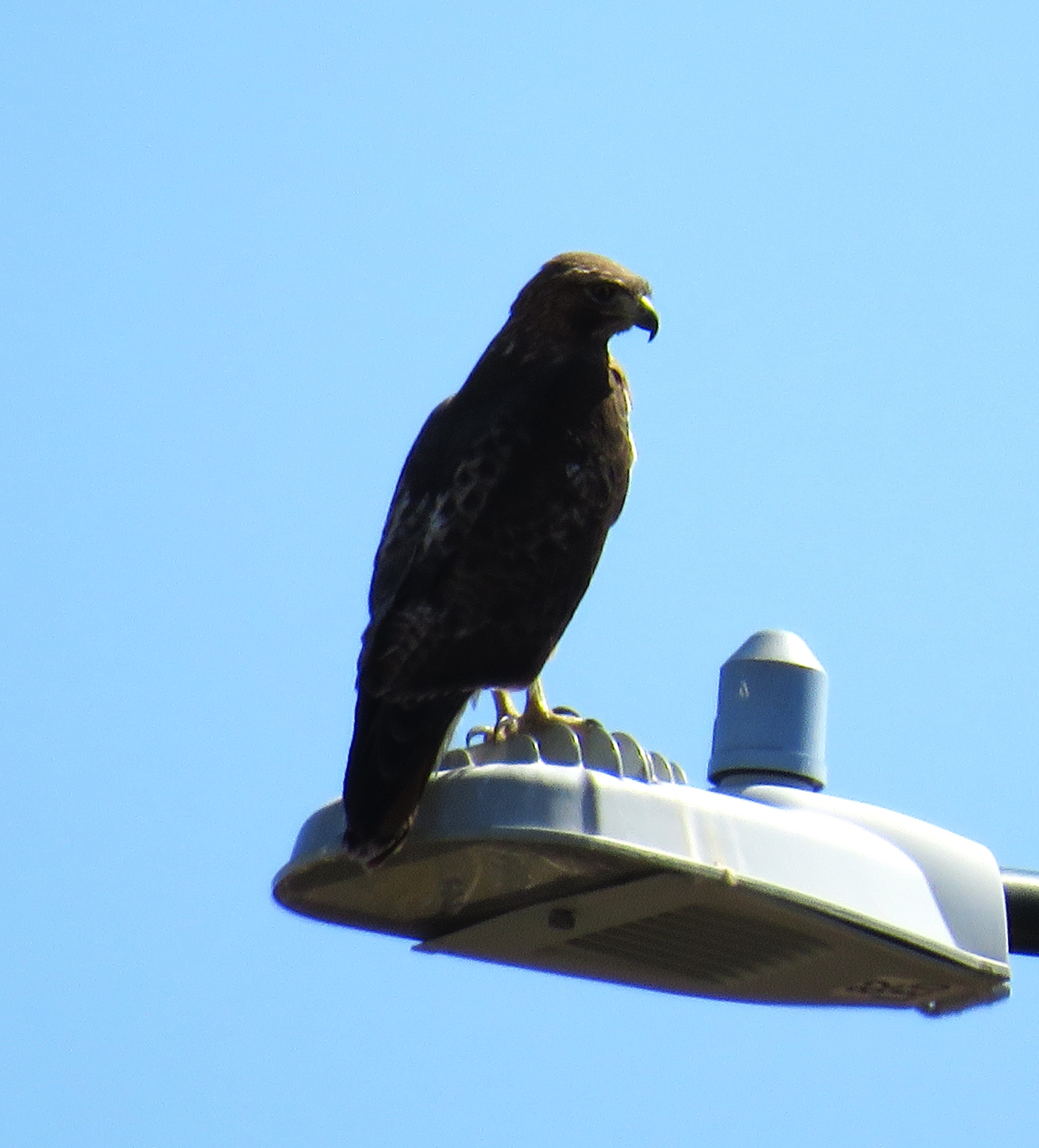Nature Walks – Hawks High Above – A Jeanne in the Kitchen