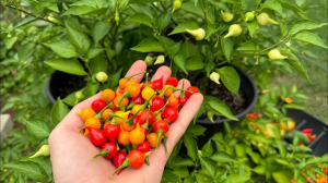 Peruvian Peppers – A Jeanne in the Kitchen