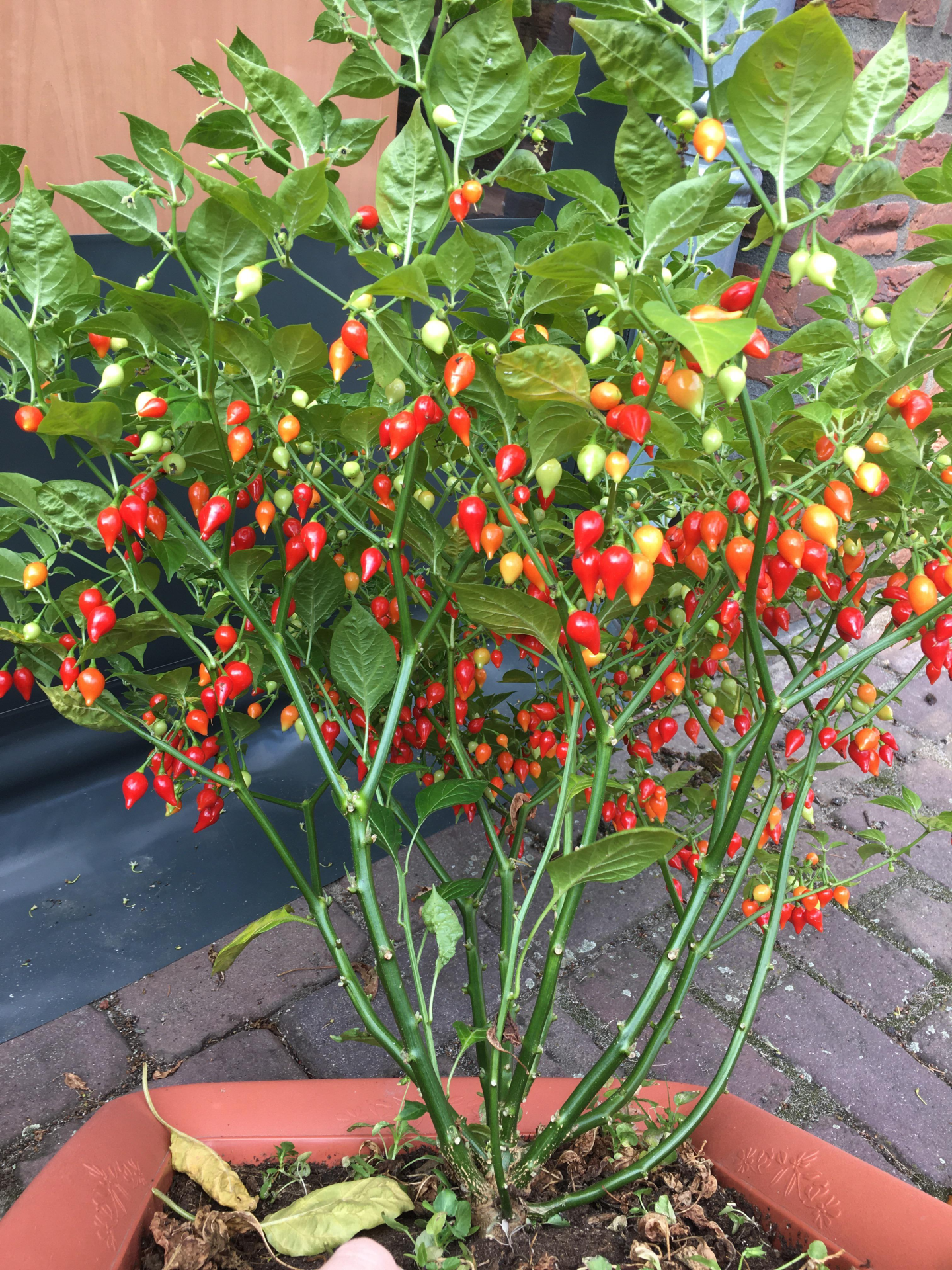 Peruvian Peppers – A Jeanne in the Kitchen