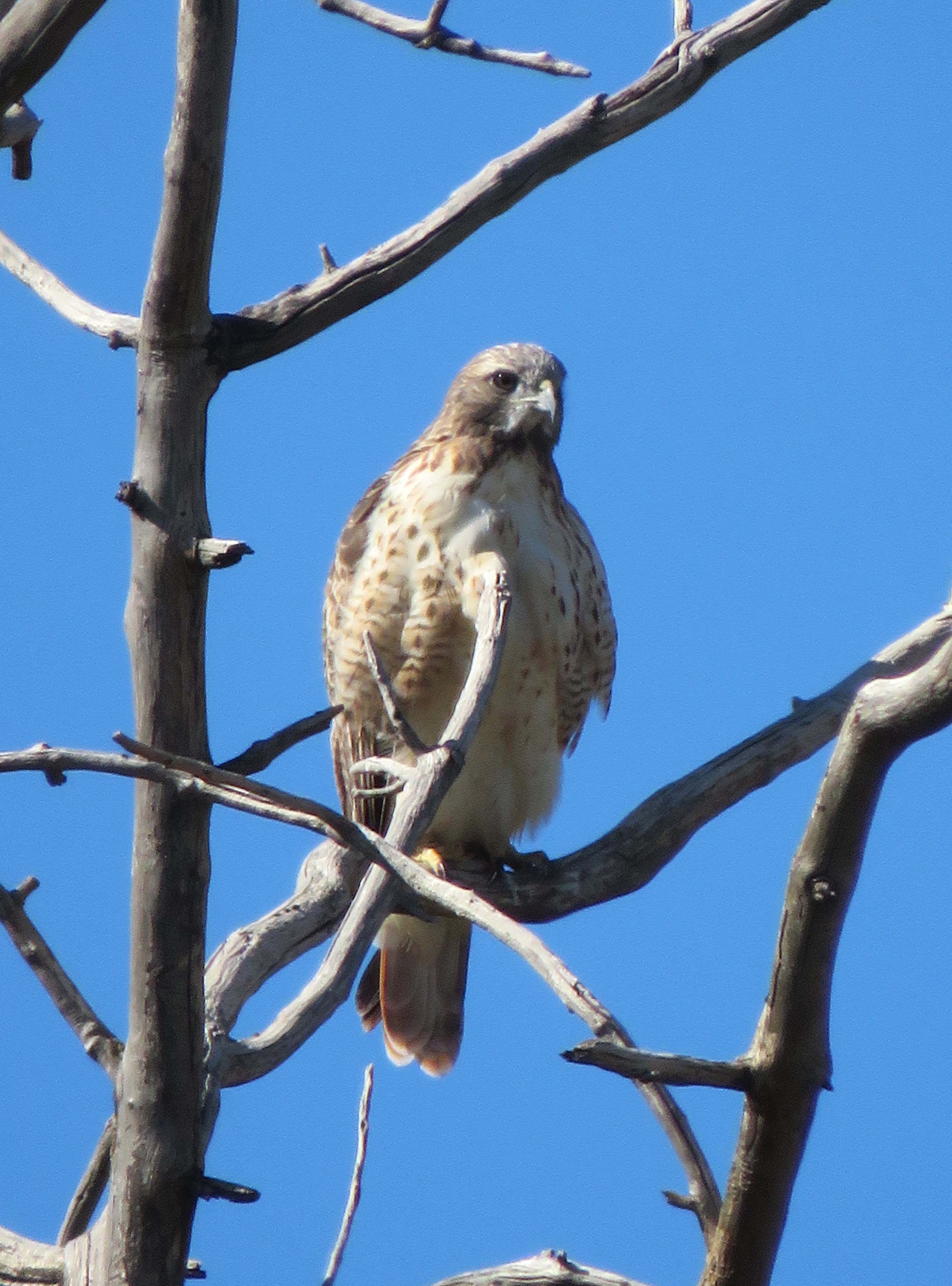 Nature Walks – Hawk Patrol – A Jeanne in the Kitchen