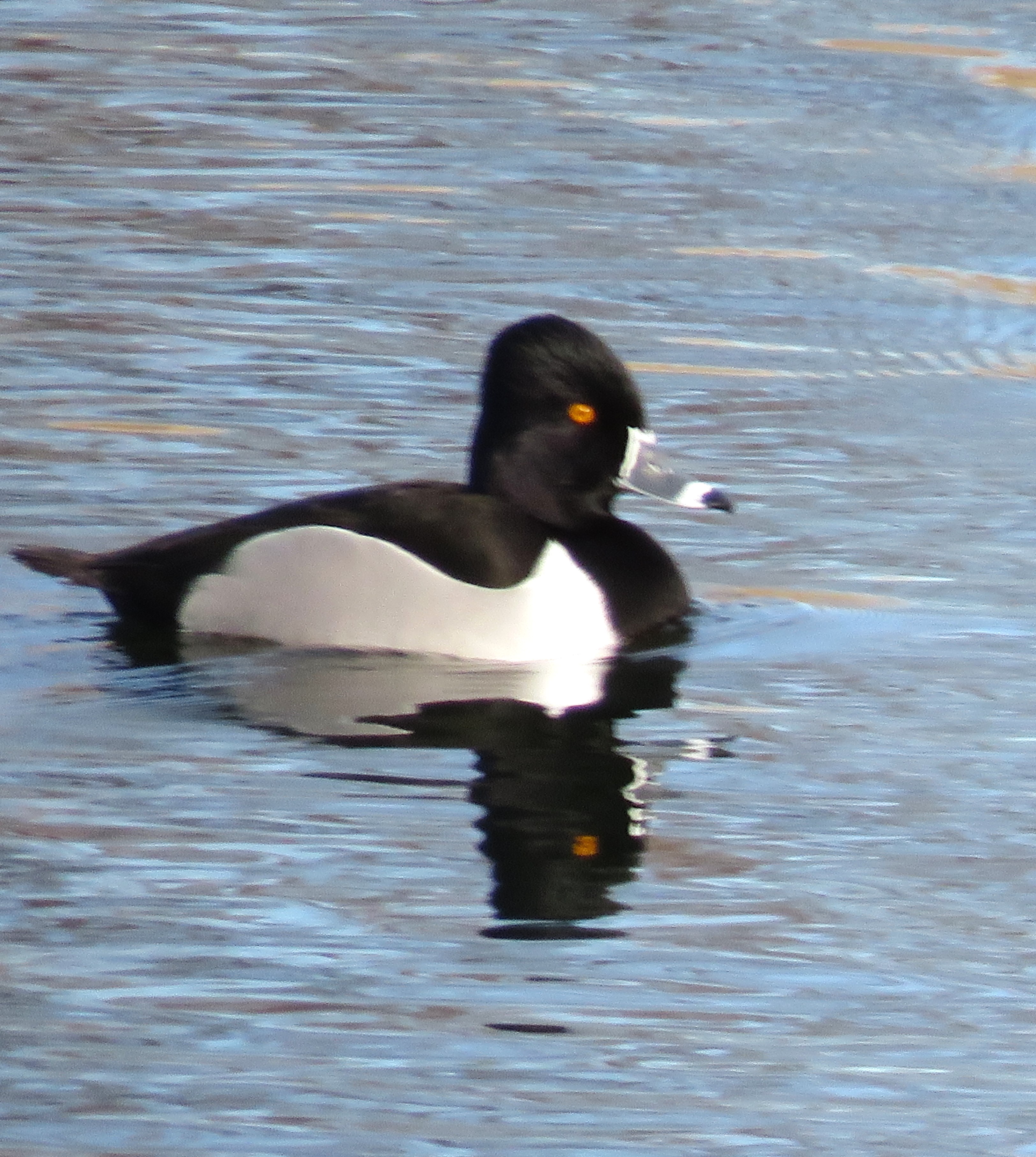 Nature Walks – Ring-neck Lake – A Jeanne in the Kitchen
