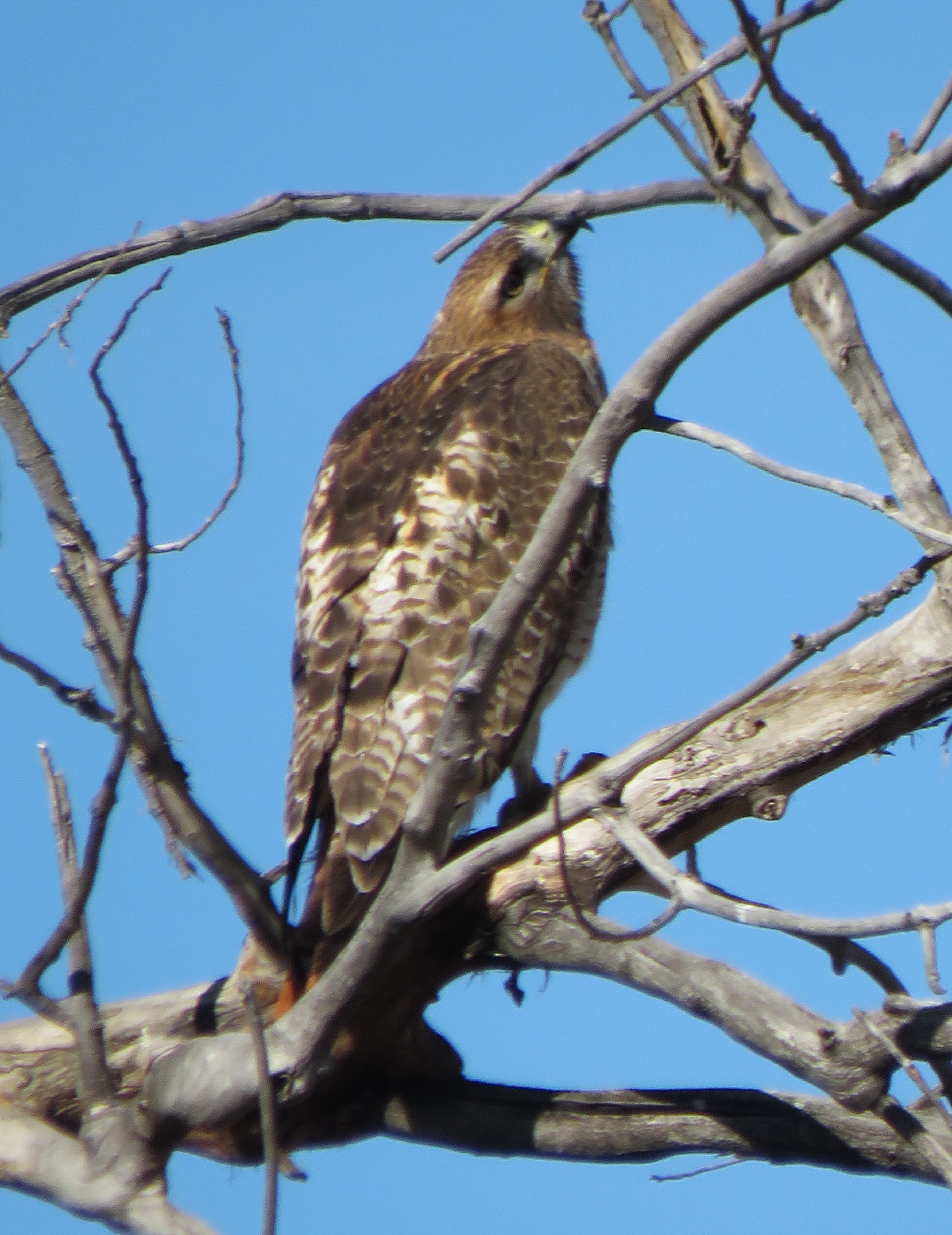 Nature Walks – Same Place, Two Trees, Two Hawks – A Jeanne in the Kitchen