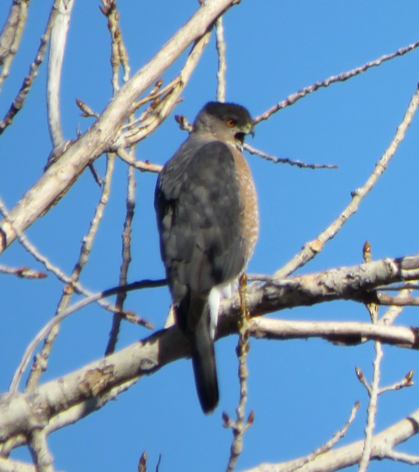 Nature Walks – Same Place, Two Trees, Two Hawks – A Jeanne in the Kitchen