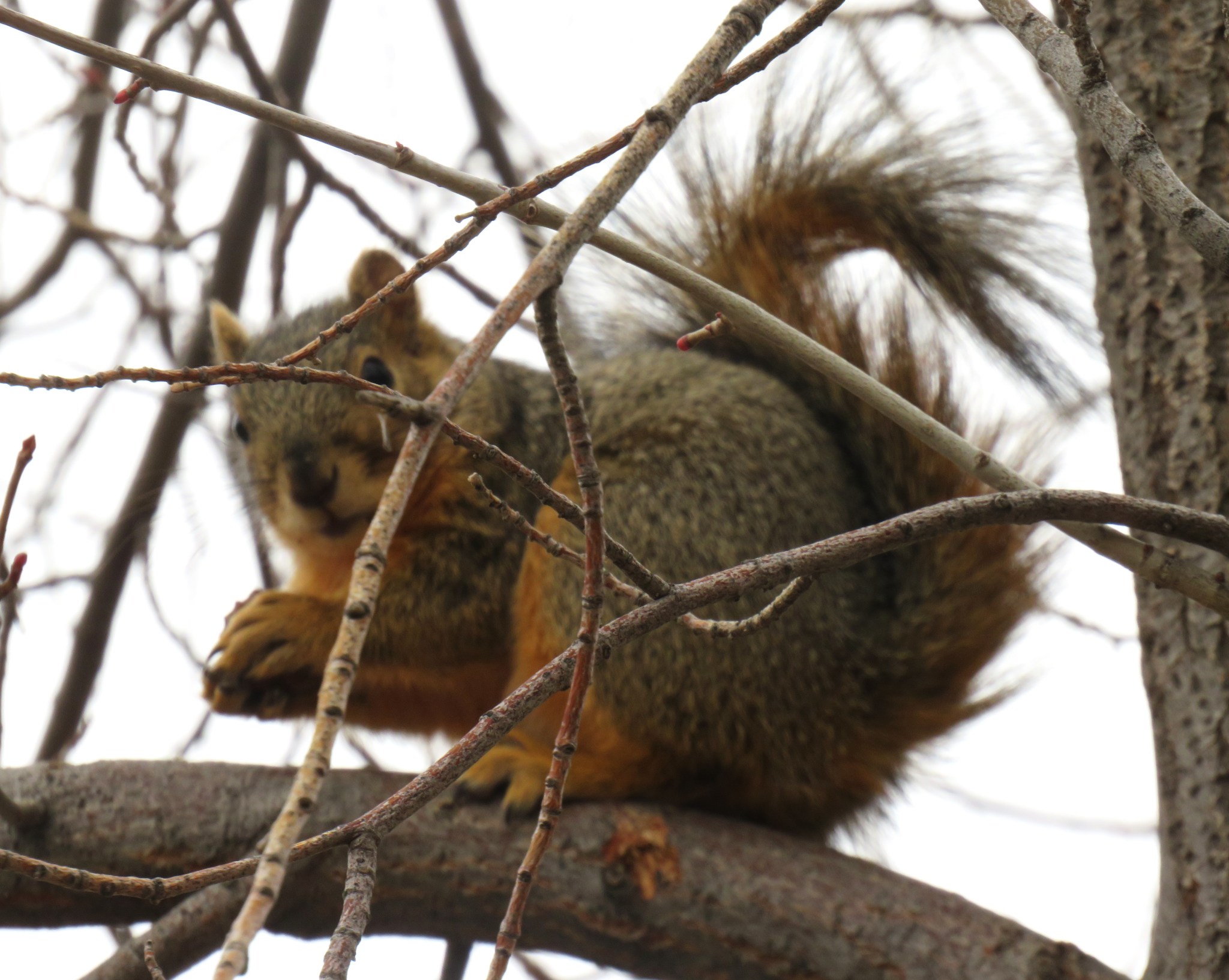 Nature Walks – Squirrel Trees – A Jeanne in the Kitchen